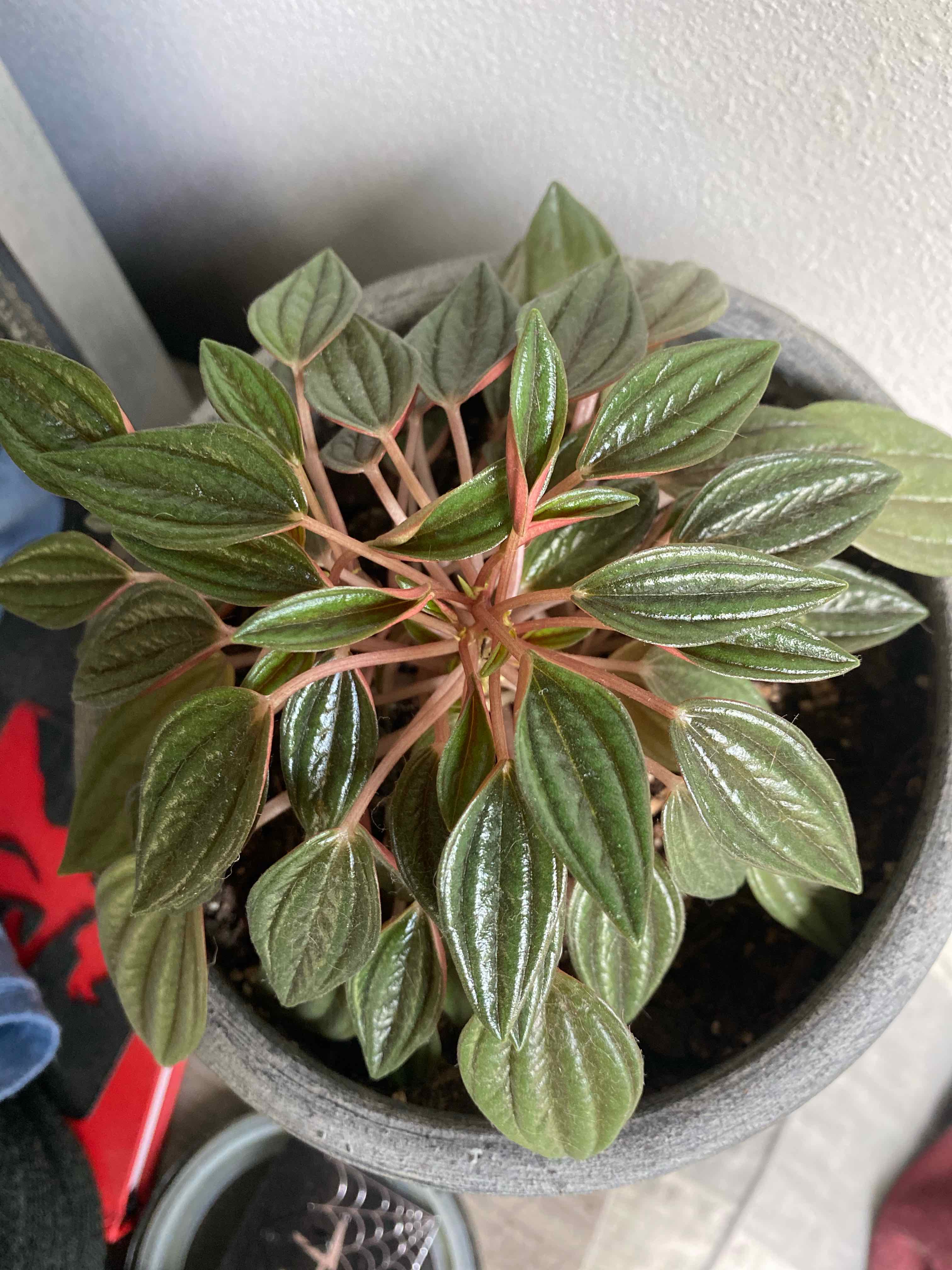 What Do I Do About Peperomia 'Rosso' Root Rot?