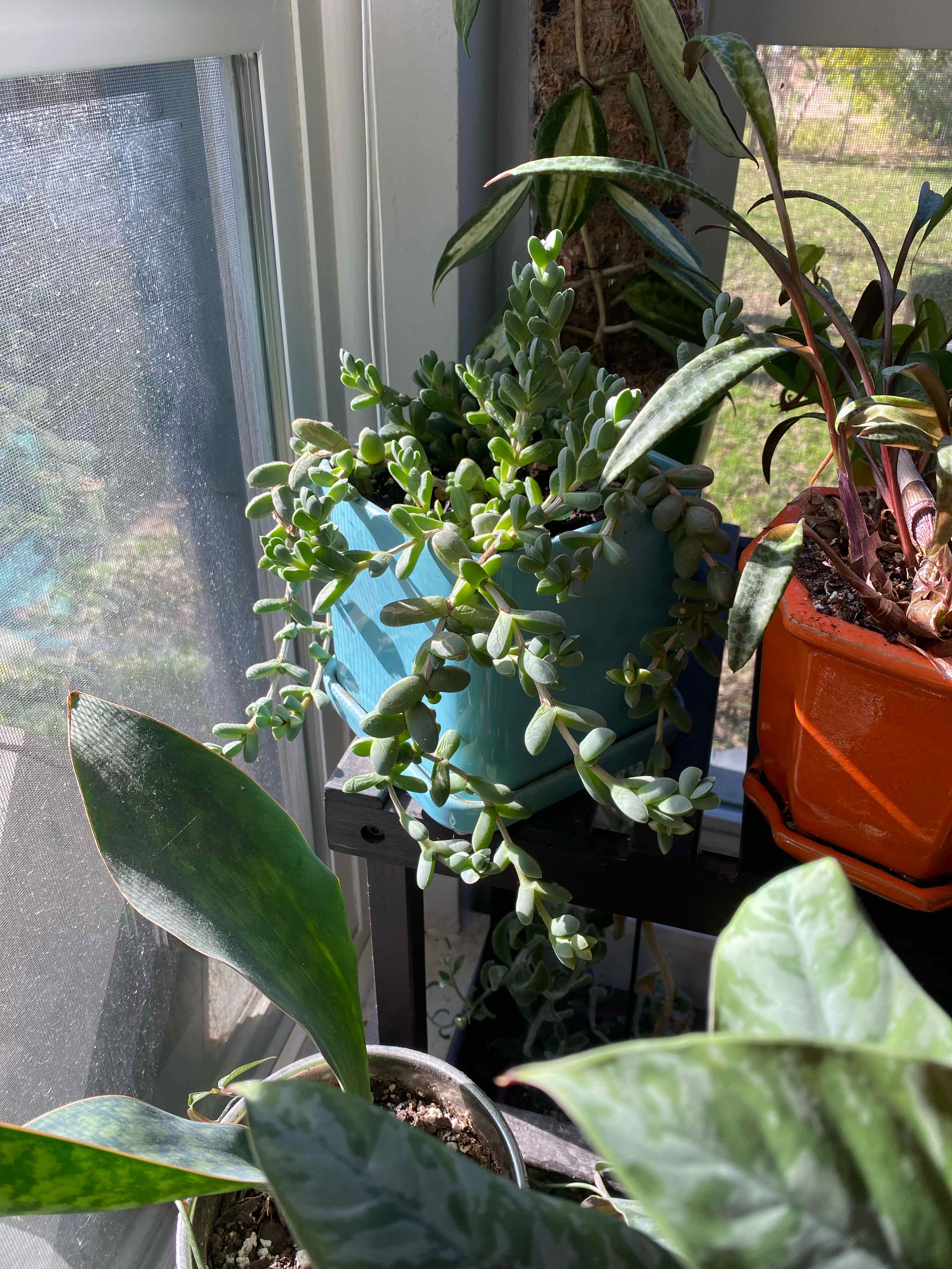 Beads Lampranthus Plant Care: Water, Light, Nutrients | Greg App 🌱