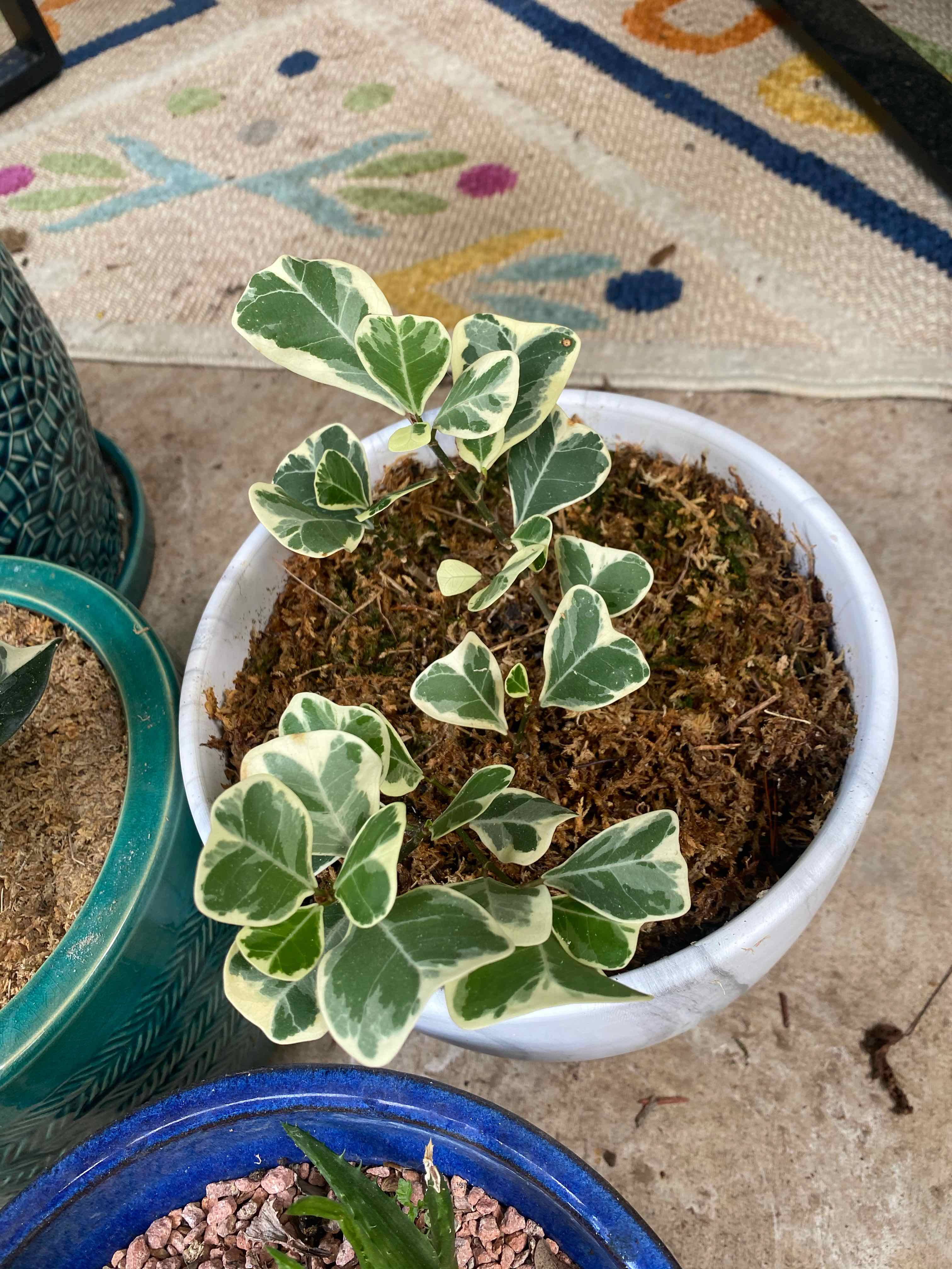 ️ How Do I Propagate My Ficus triangularis 'Variegata'?