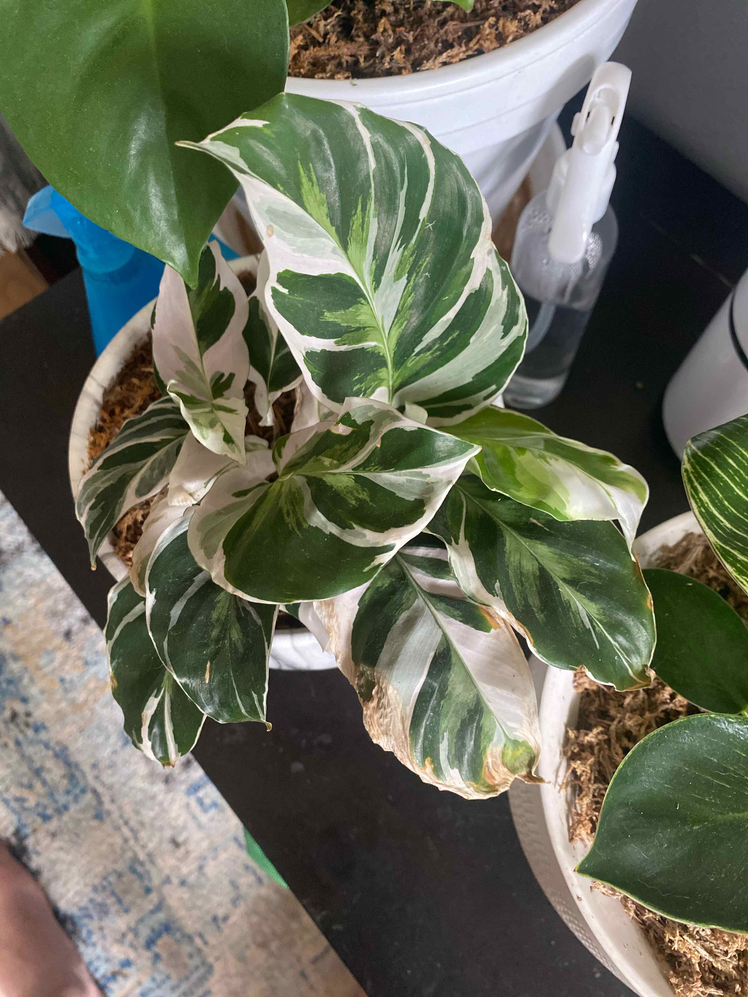 Best Soil Potting Mix for Calathea 'White Fusion'