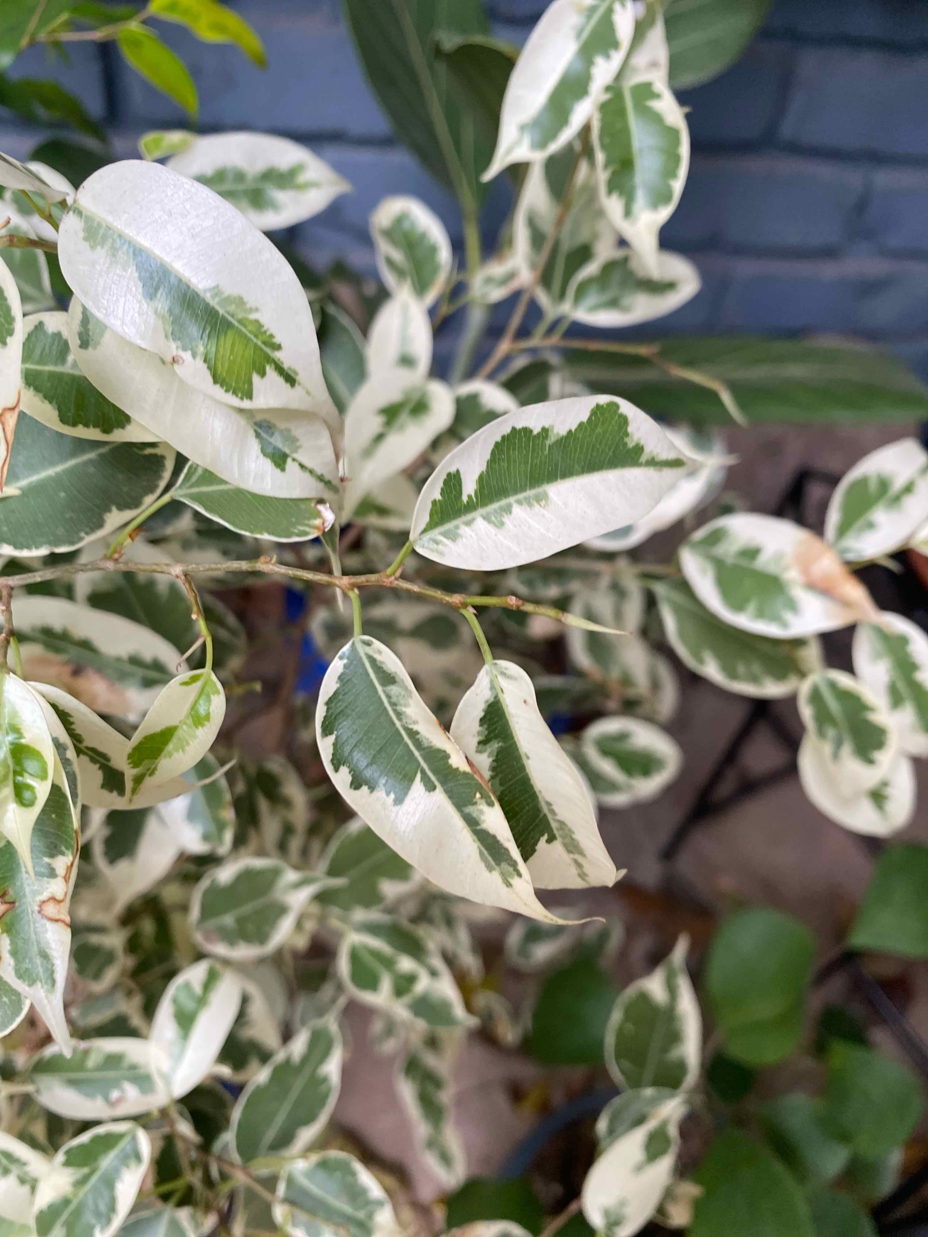 10 Benefits of Having a Variegated Weeping Fig