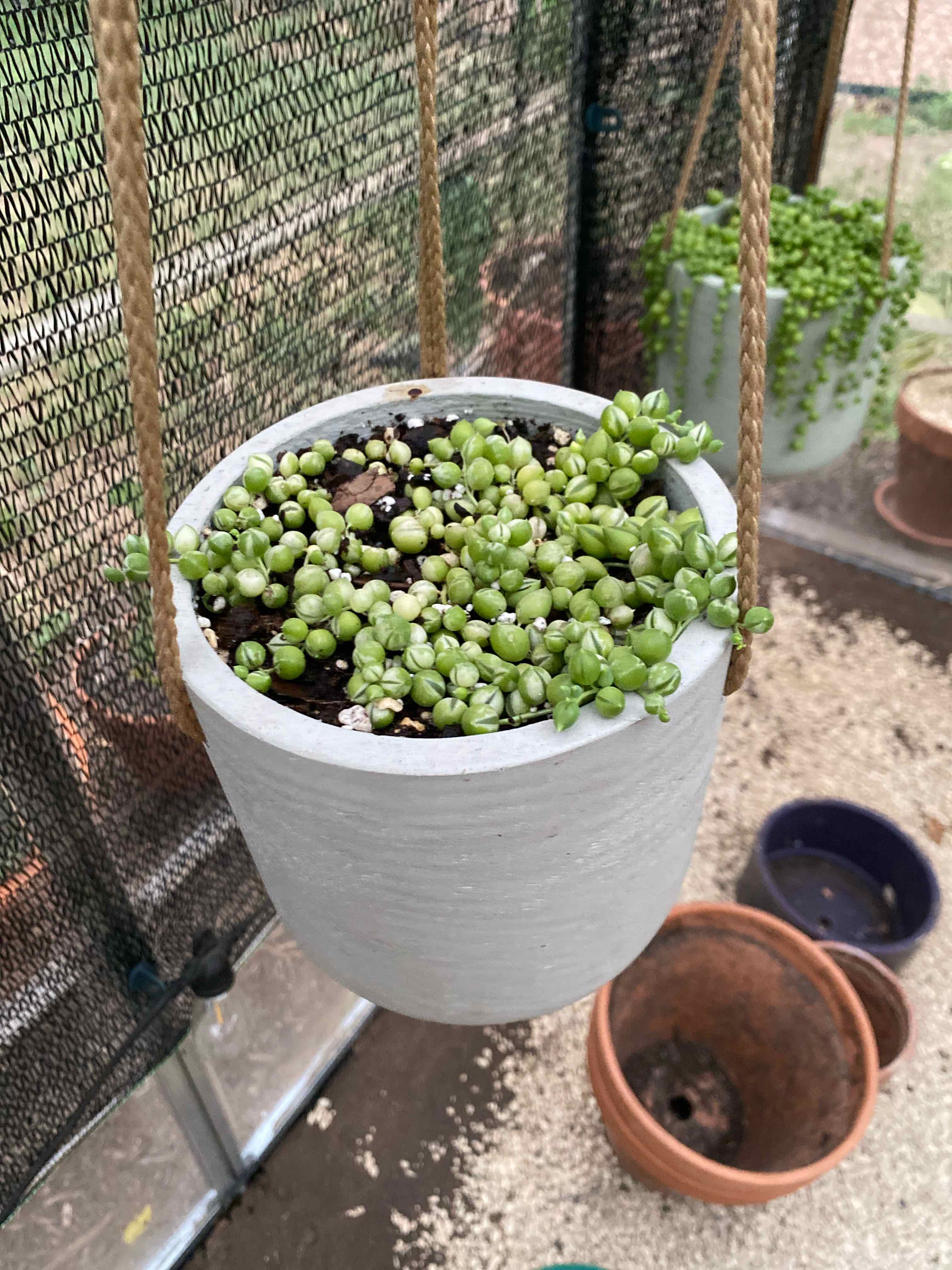 Soil Recommendations for Variegated String of Pearls