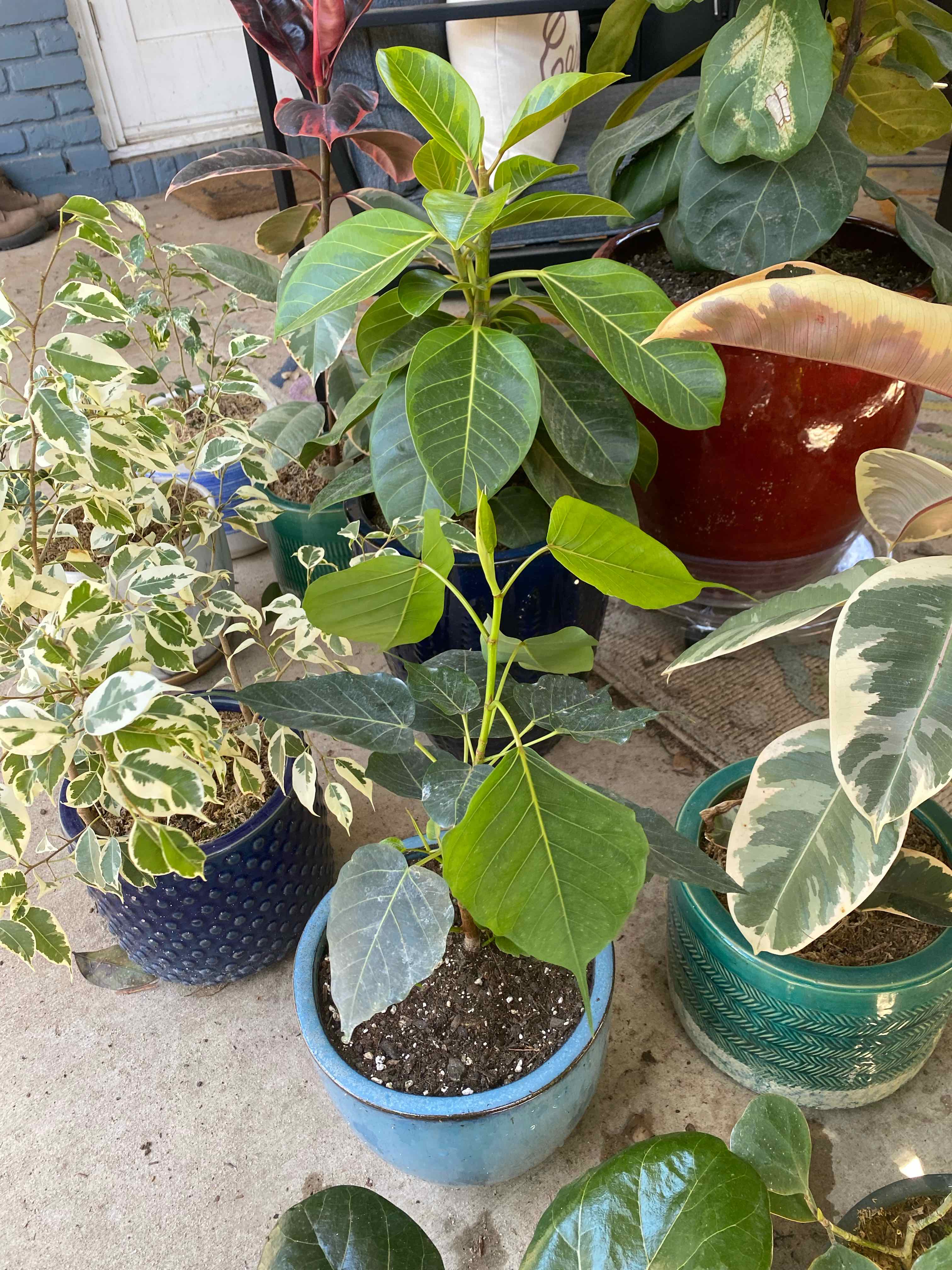 What Is A Good Temperature Range For My Bodhi Tree?