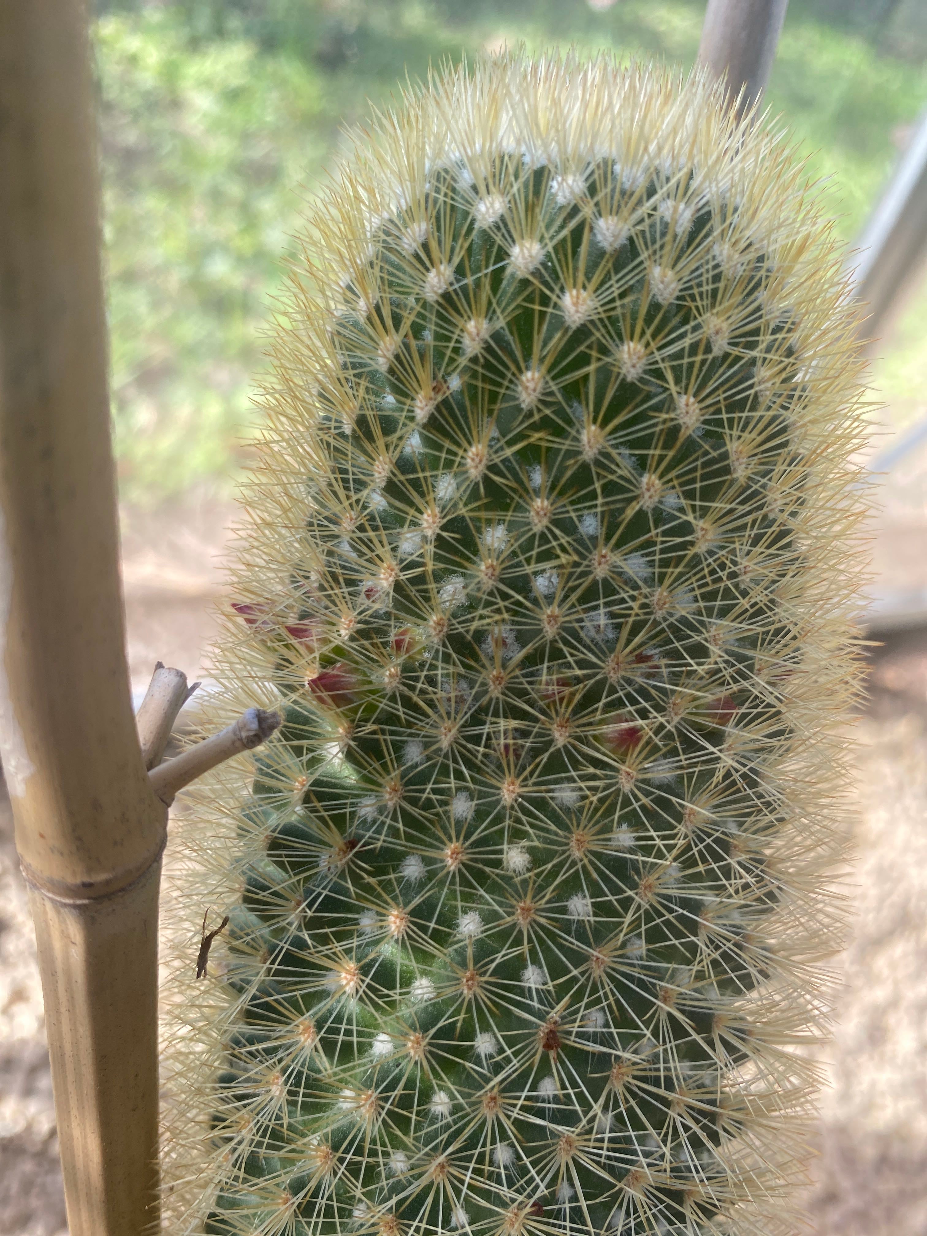 OMG Richard Johnson is flowering!