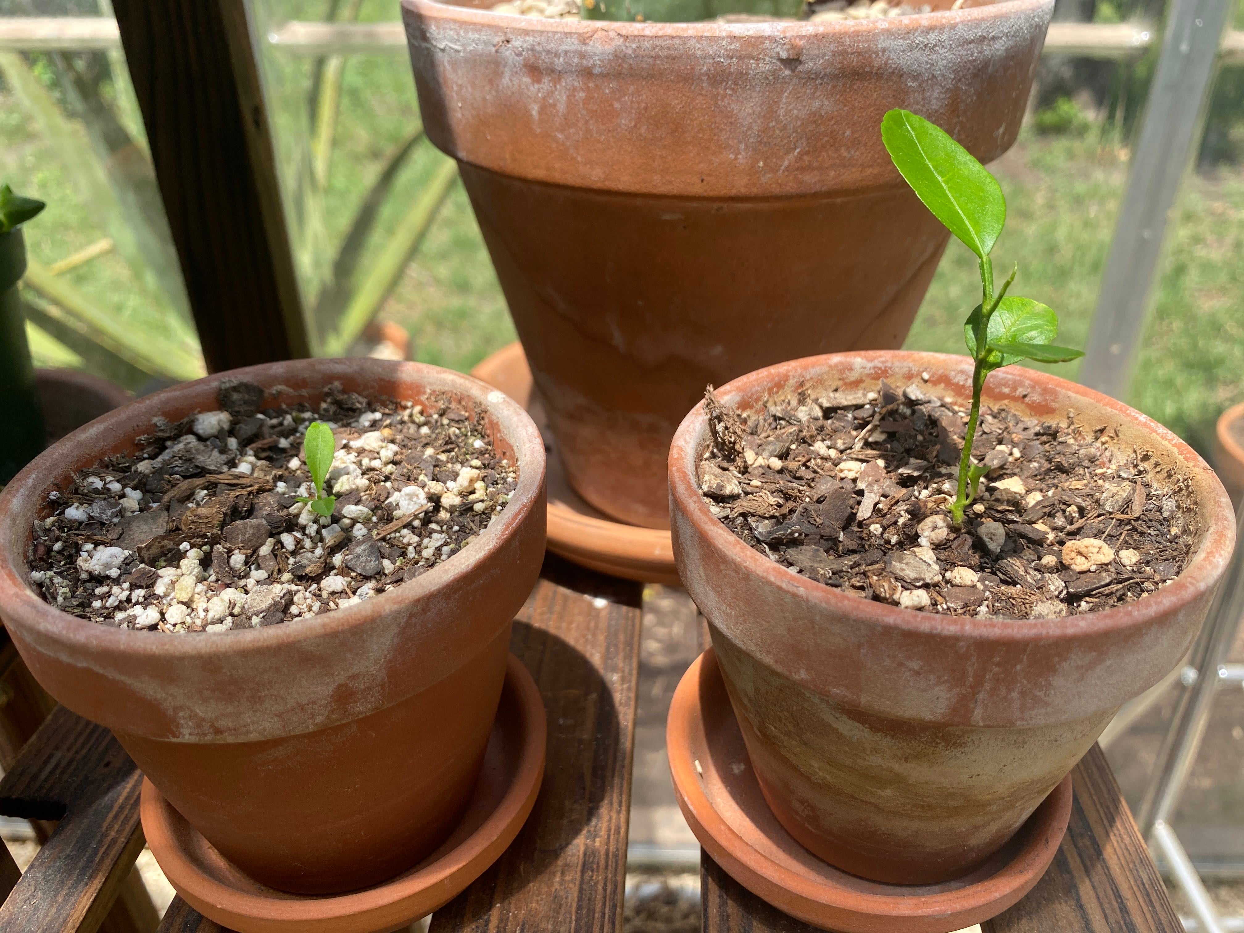 Join the #CitrusGrandPrix tree race!