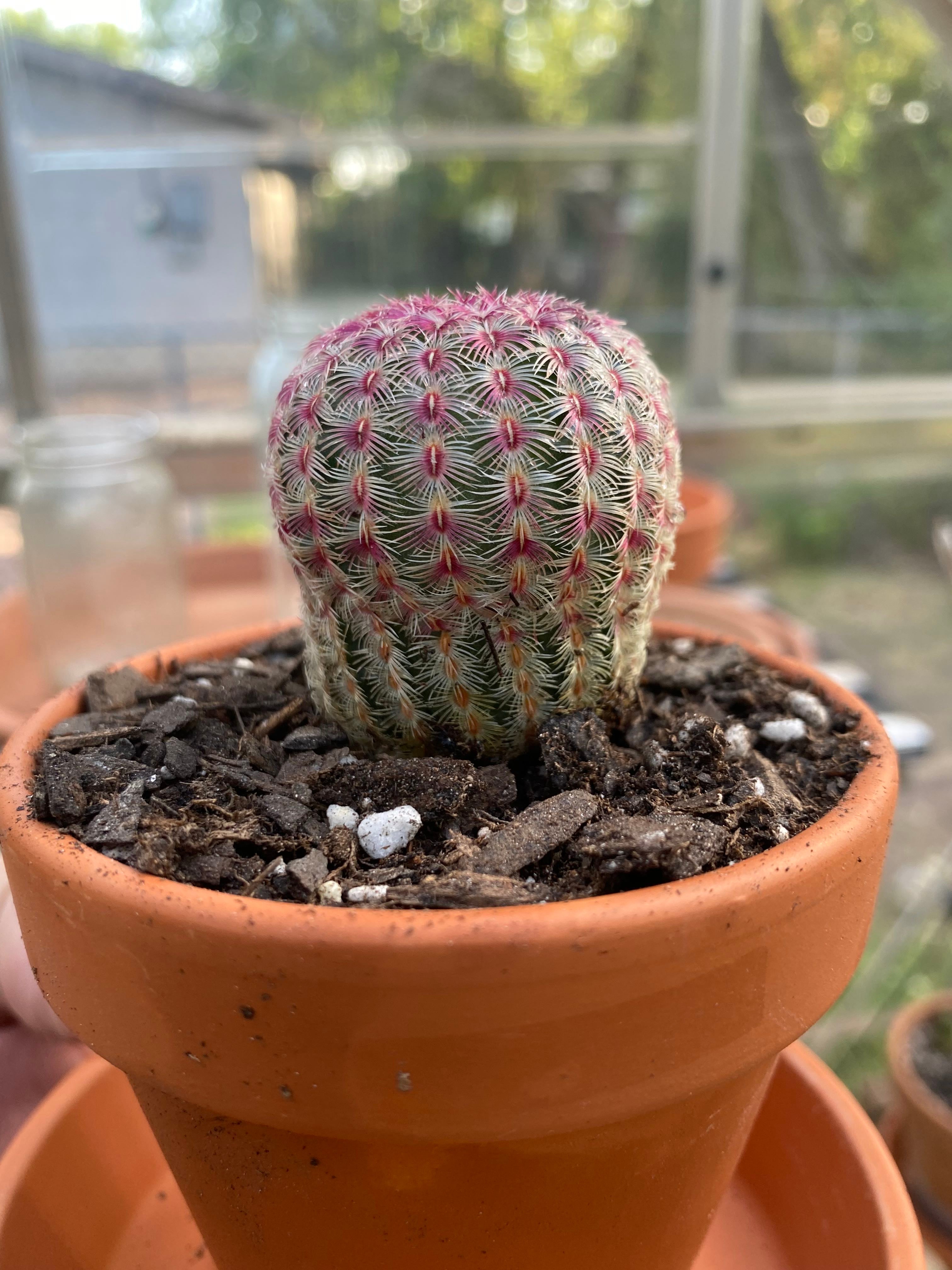 Keep Your Rainbow Cactus Alive: Light, Water & Care Instructions