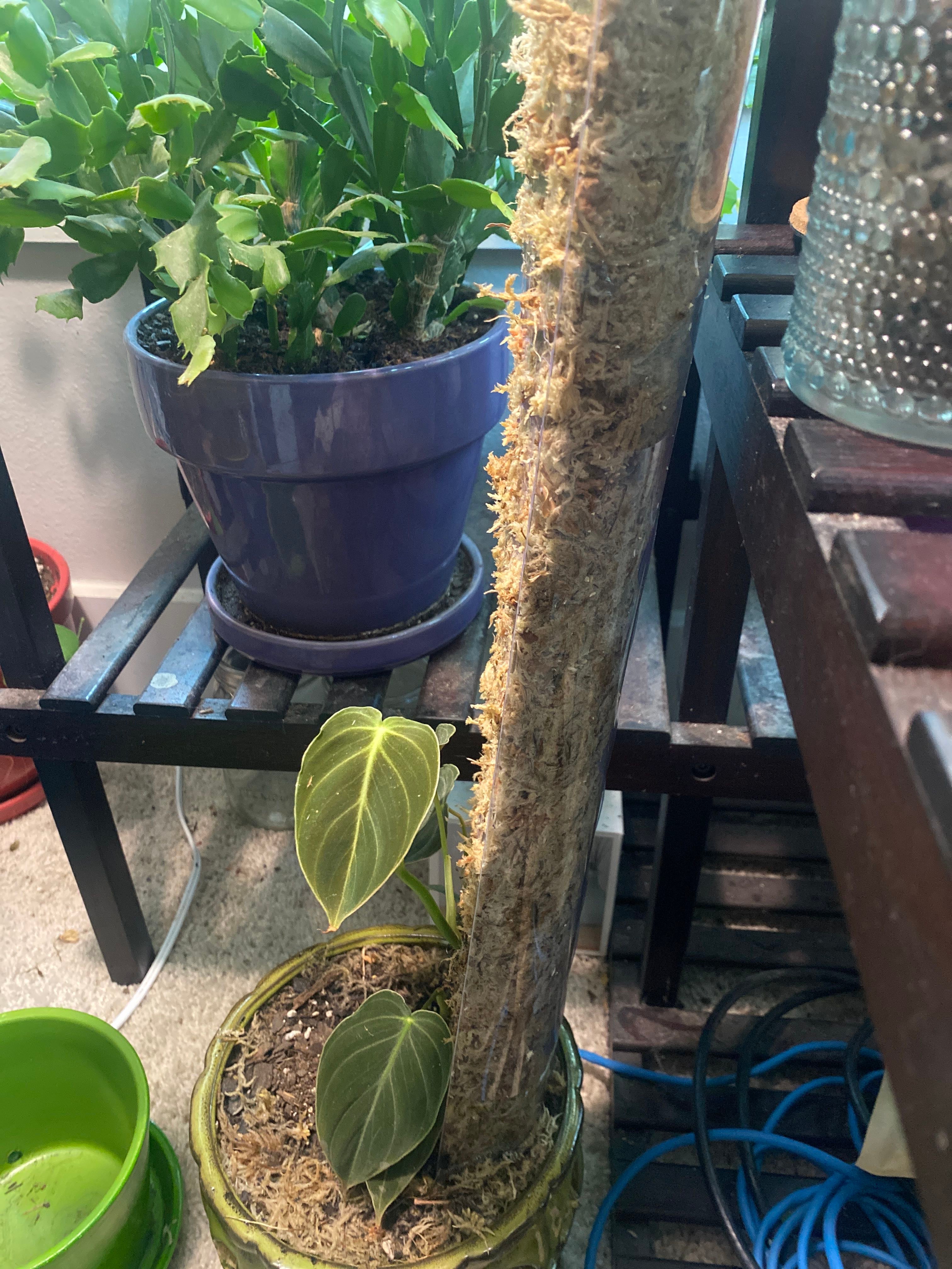 Best shape for moss pole shell?