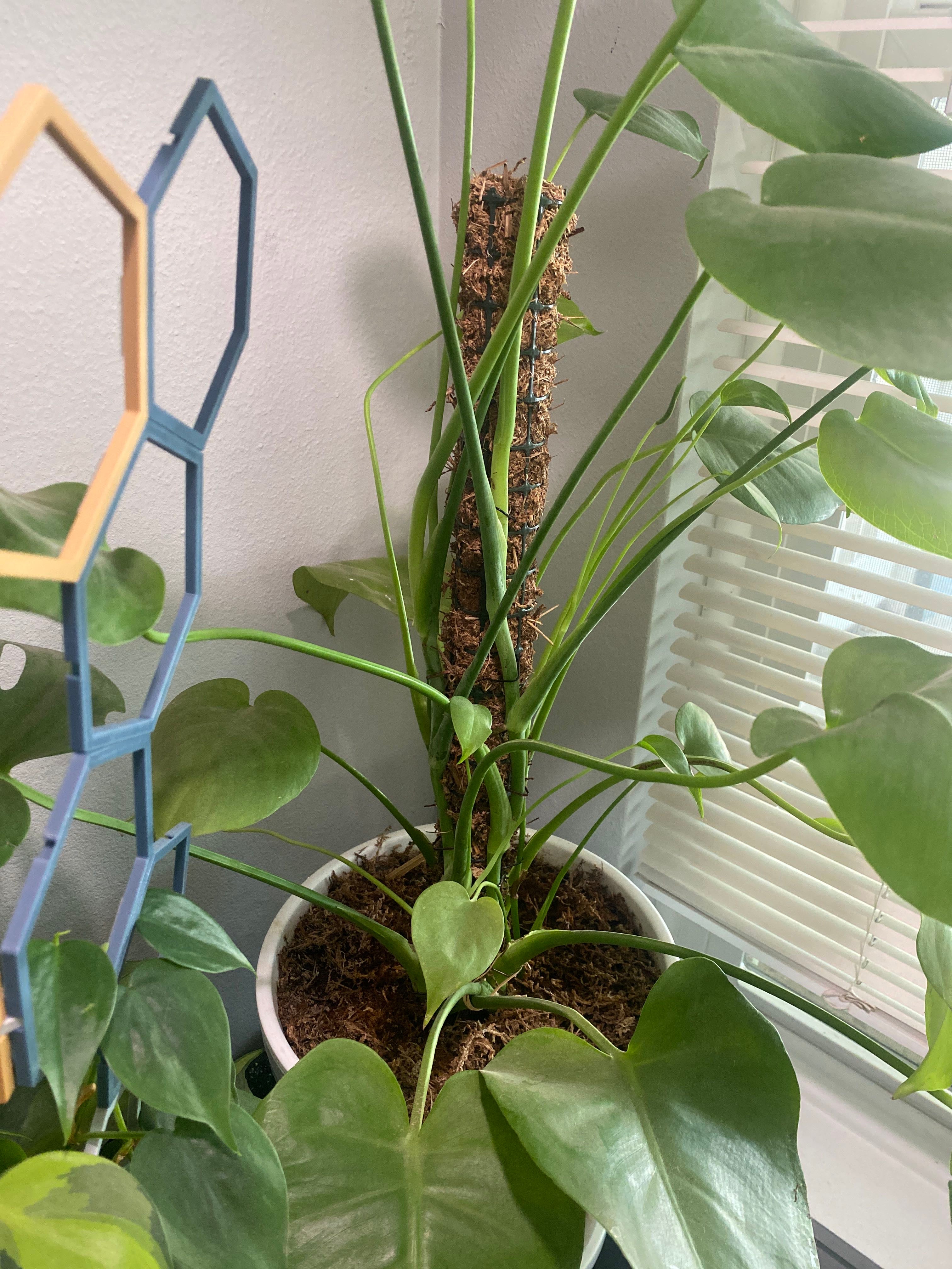 Best shape for moss pole shell?