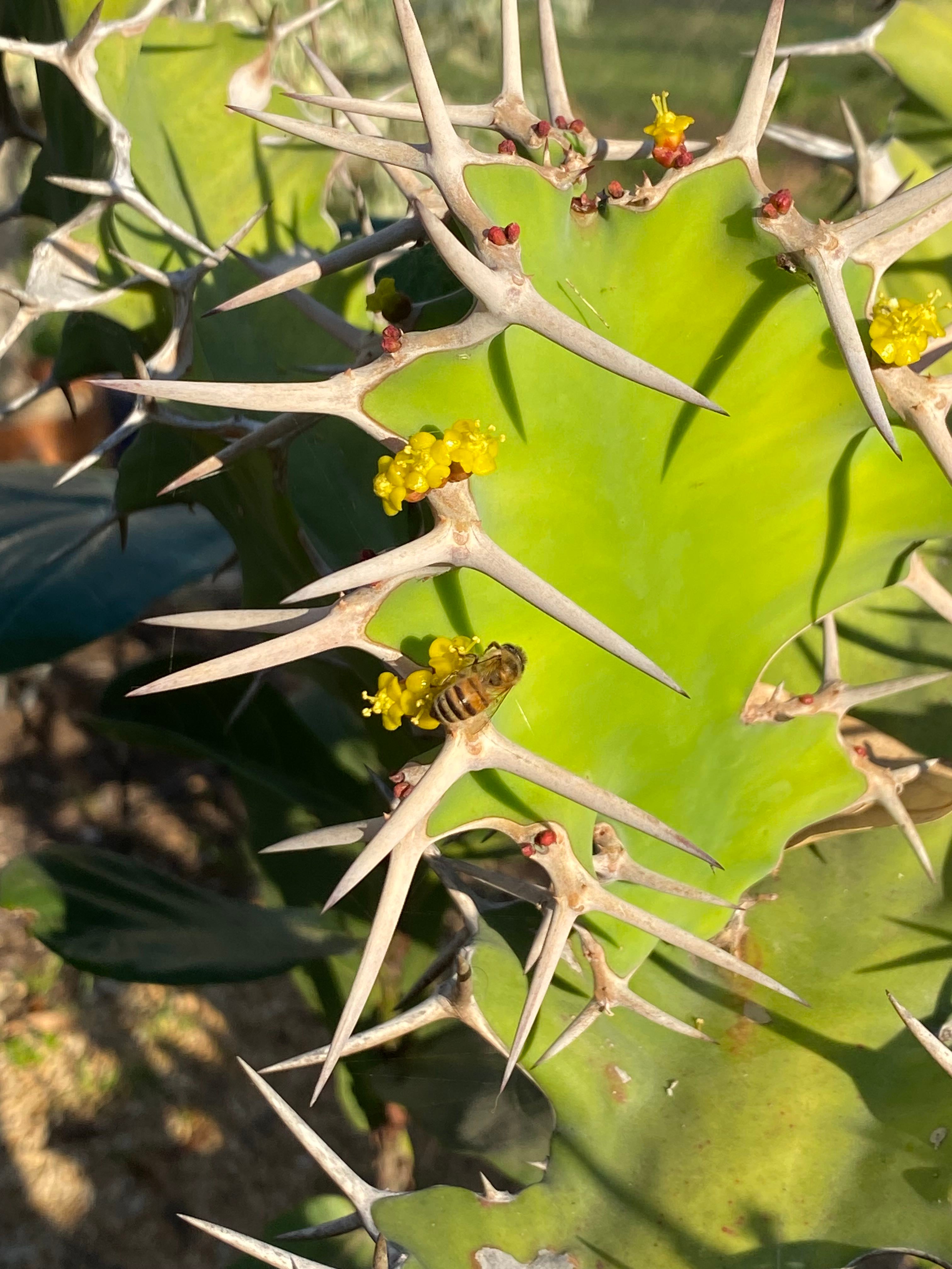 Cow's Horn Plant Plant Care: Water, Light, Nutrients | Greg App 🌱
