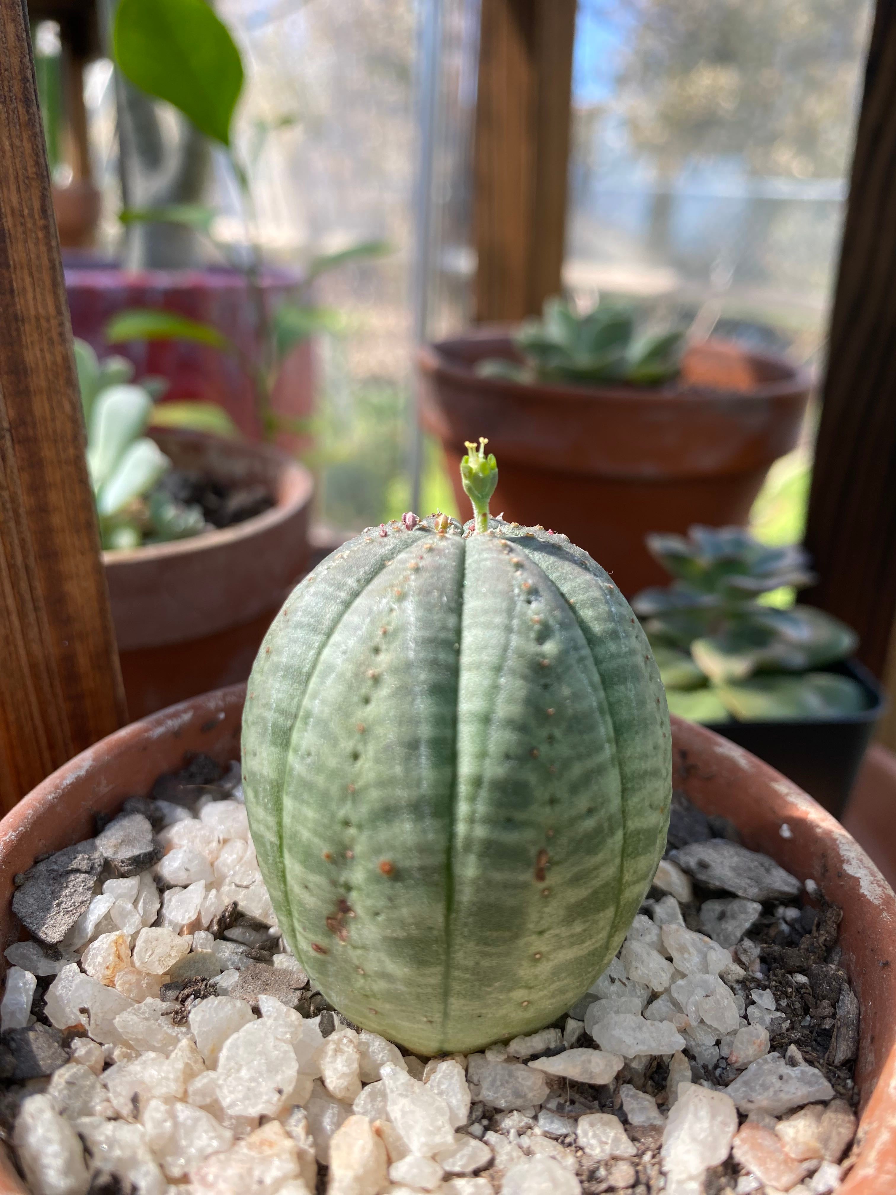 ⚾ 10 Advantages of Having a Baseball Plant