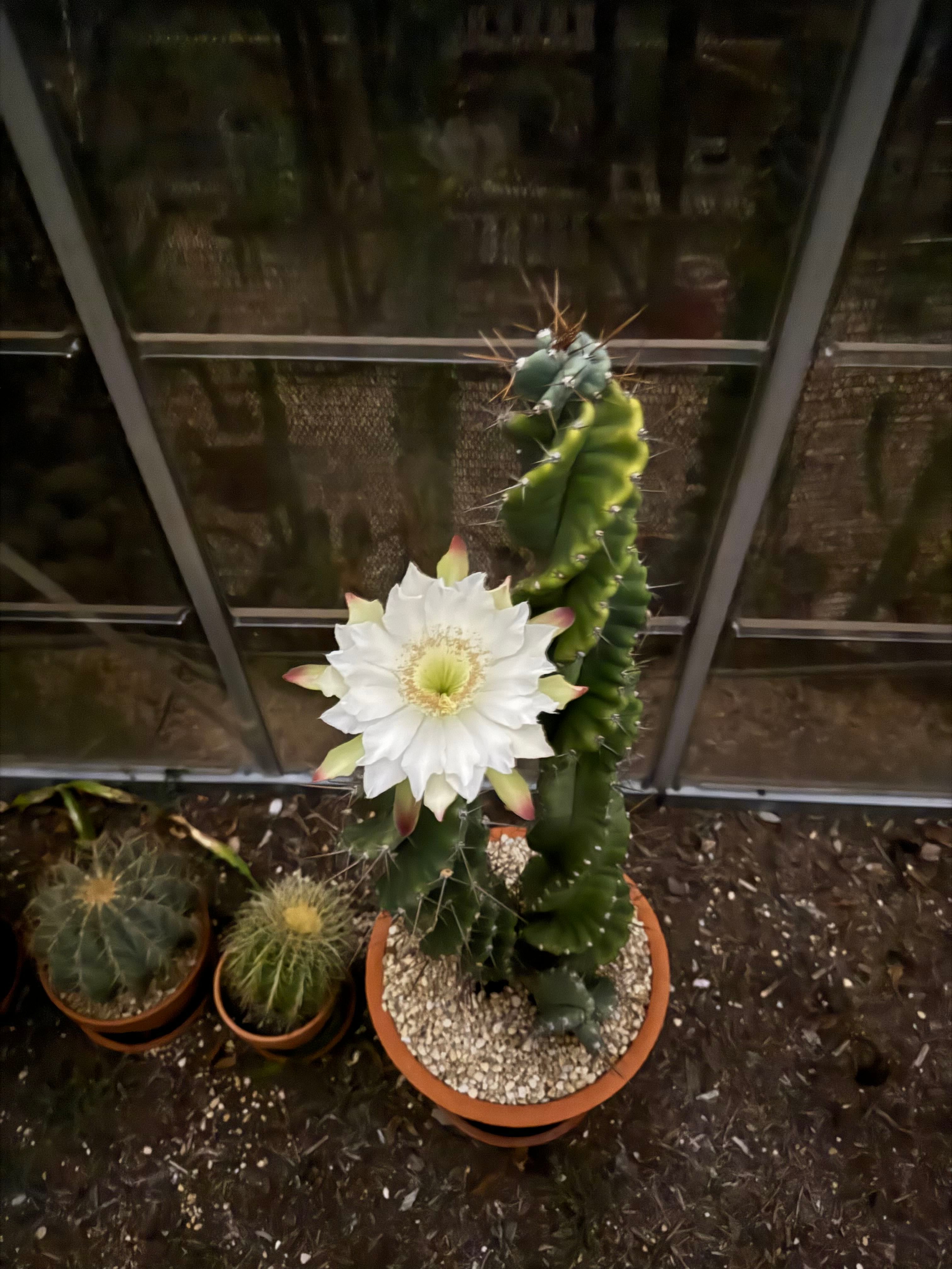 🌵 4 Ways to Protect Cereus Cactus from Bugs