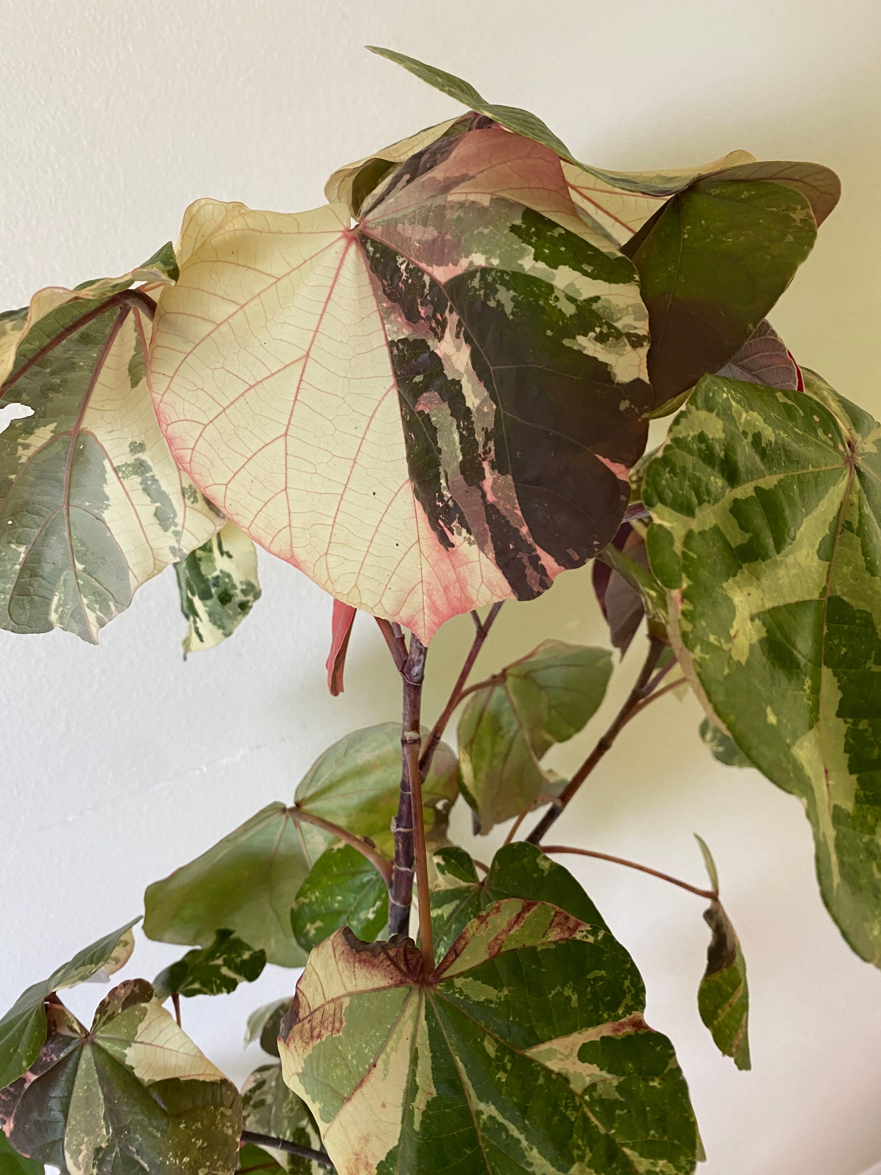 How to Care for Hibiscus tiliaceus 'Tricolor': Mastering Water ...