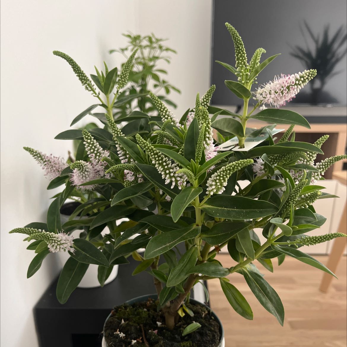 Why Are My Spike Speedwell Leaves Droopy?