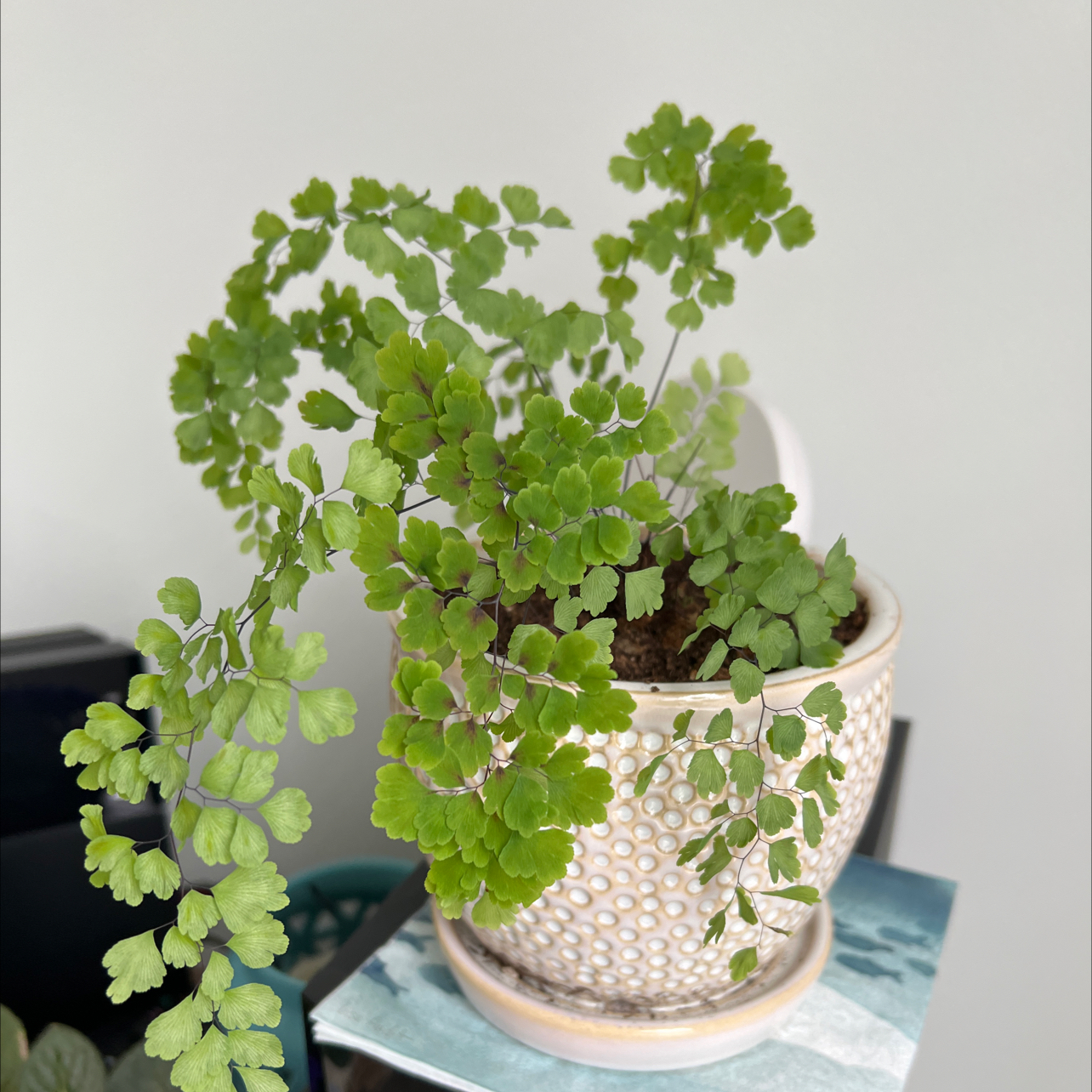 Propagating Your Pacific Maidenhair Fern: Step-by-Step Guide