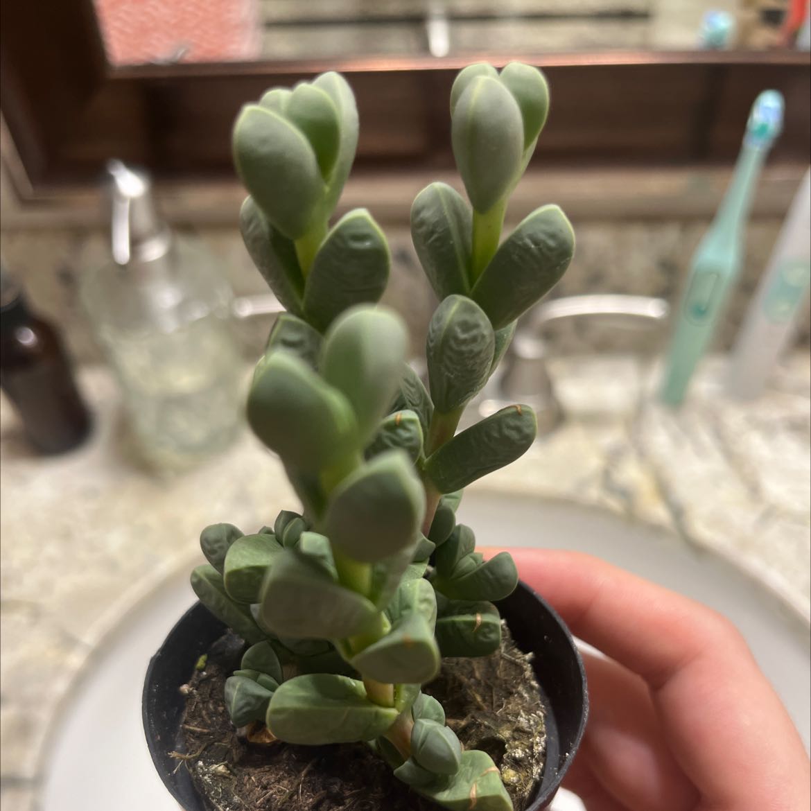 🐞 What Are The Bugs on My Beads Lampranthus?