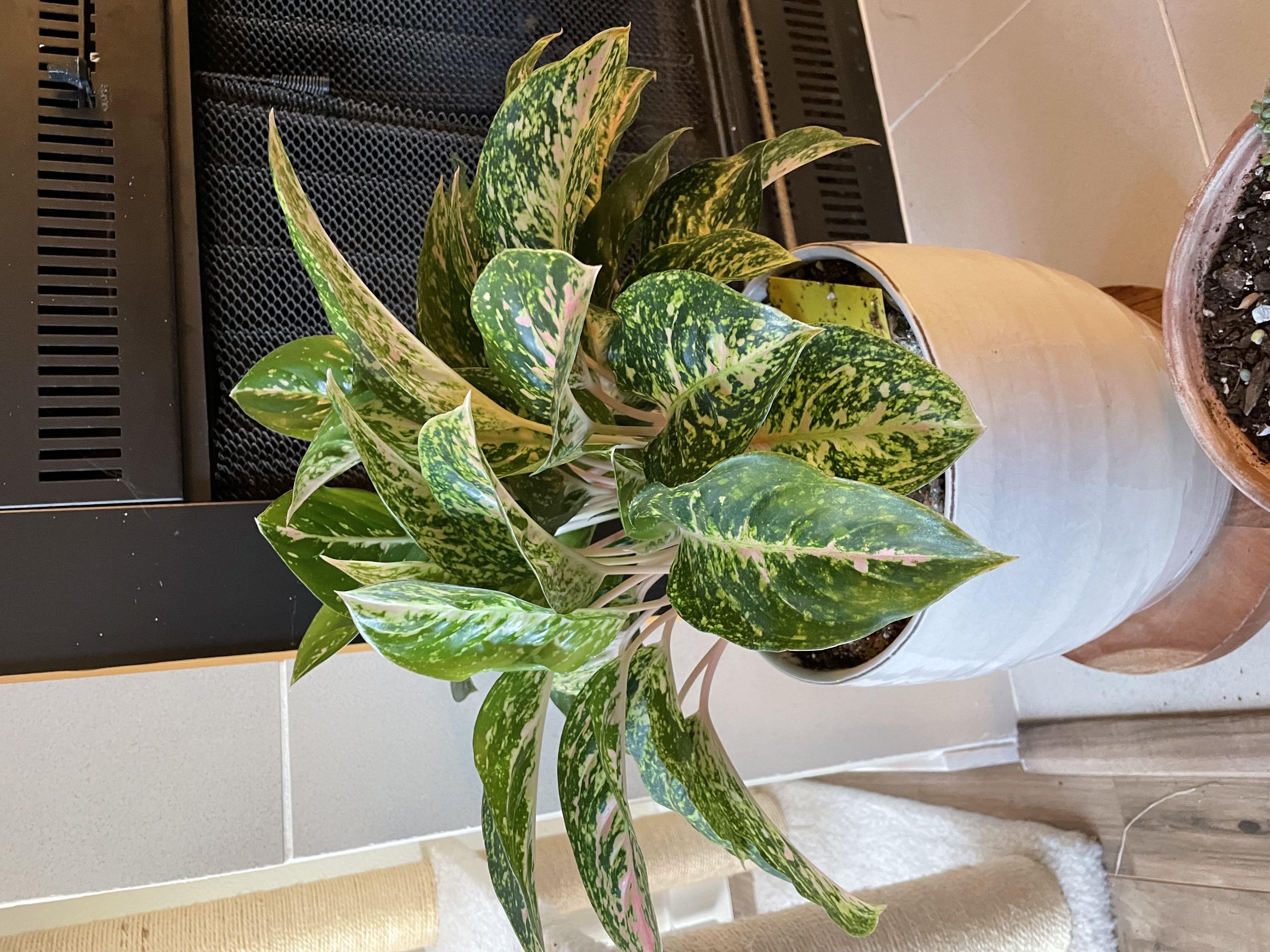 How to Care for Two Tone Moonstone Chinese Evergreen: Mastering Water ...