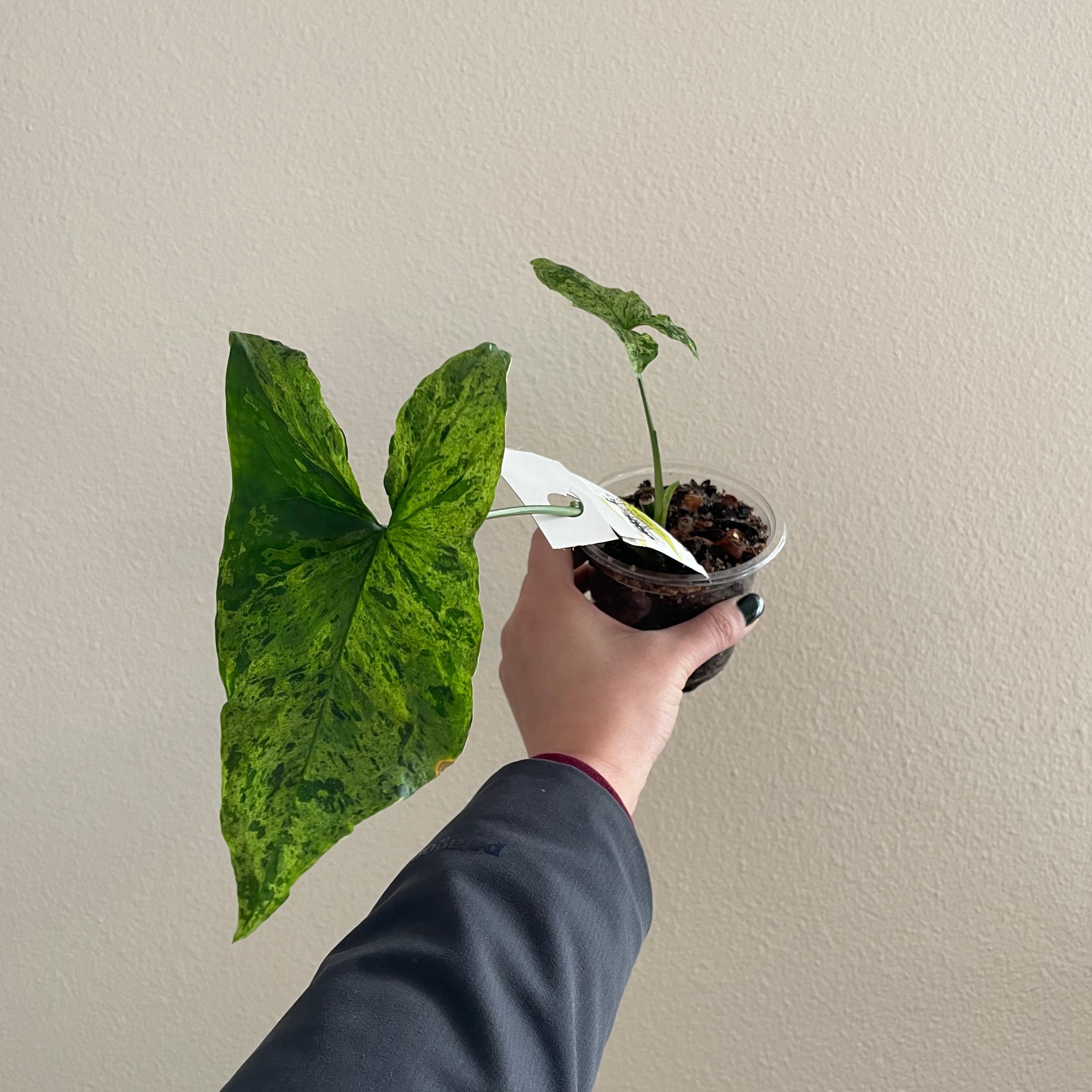 How to Propagate Your Syngonium podophyllum 'Mojito'