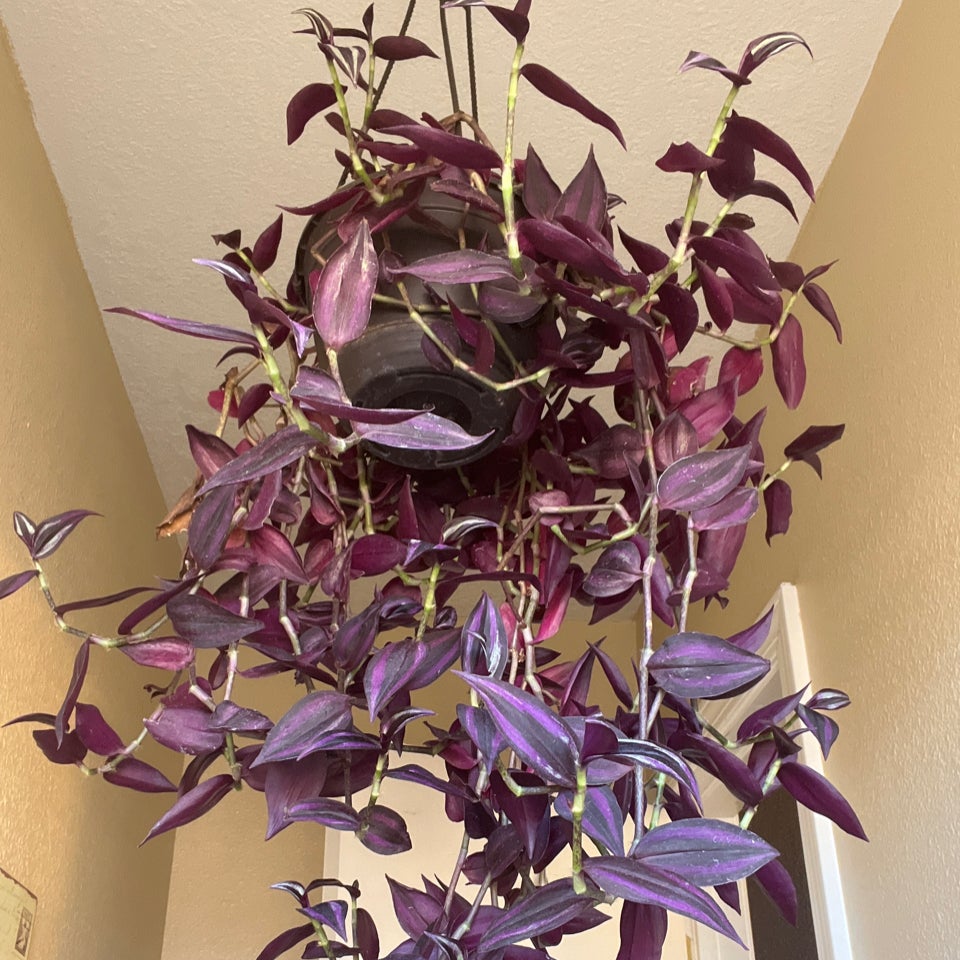 Purple pupa | A plant by @JungleLady505 on Greg