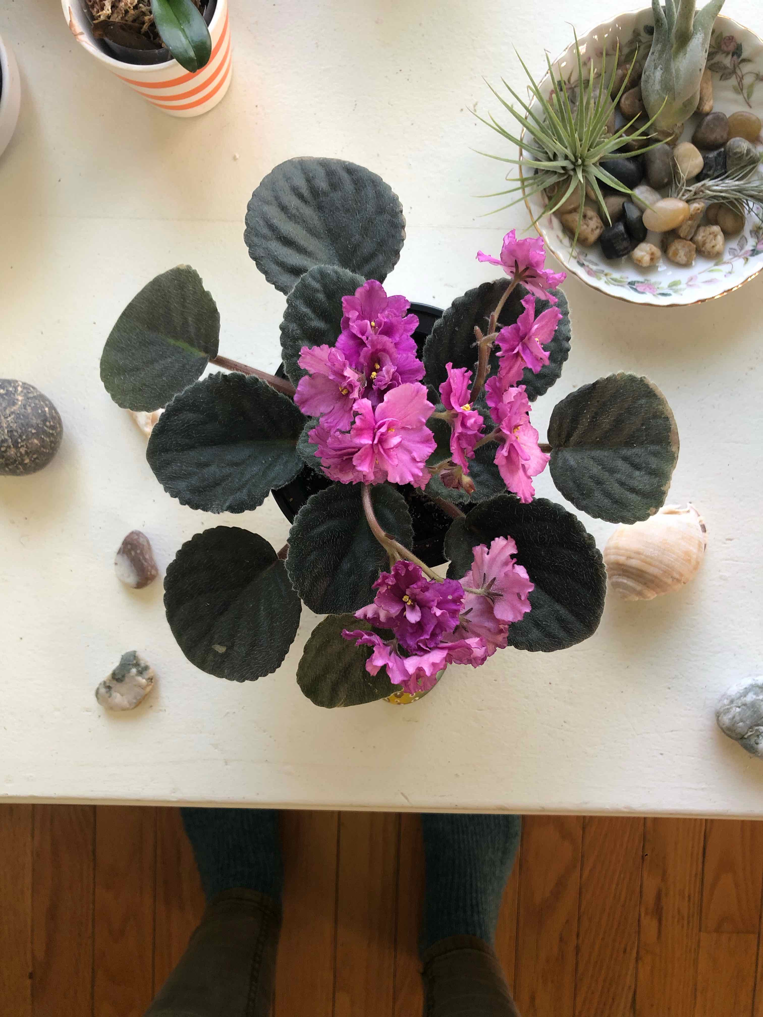 How To Know When To Repot A African Violet?