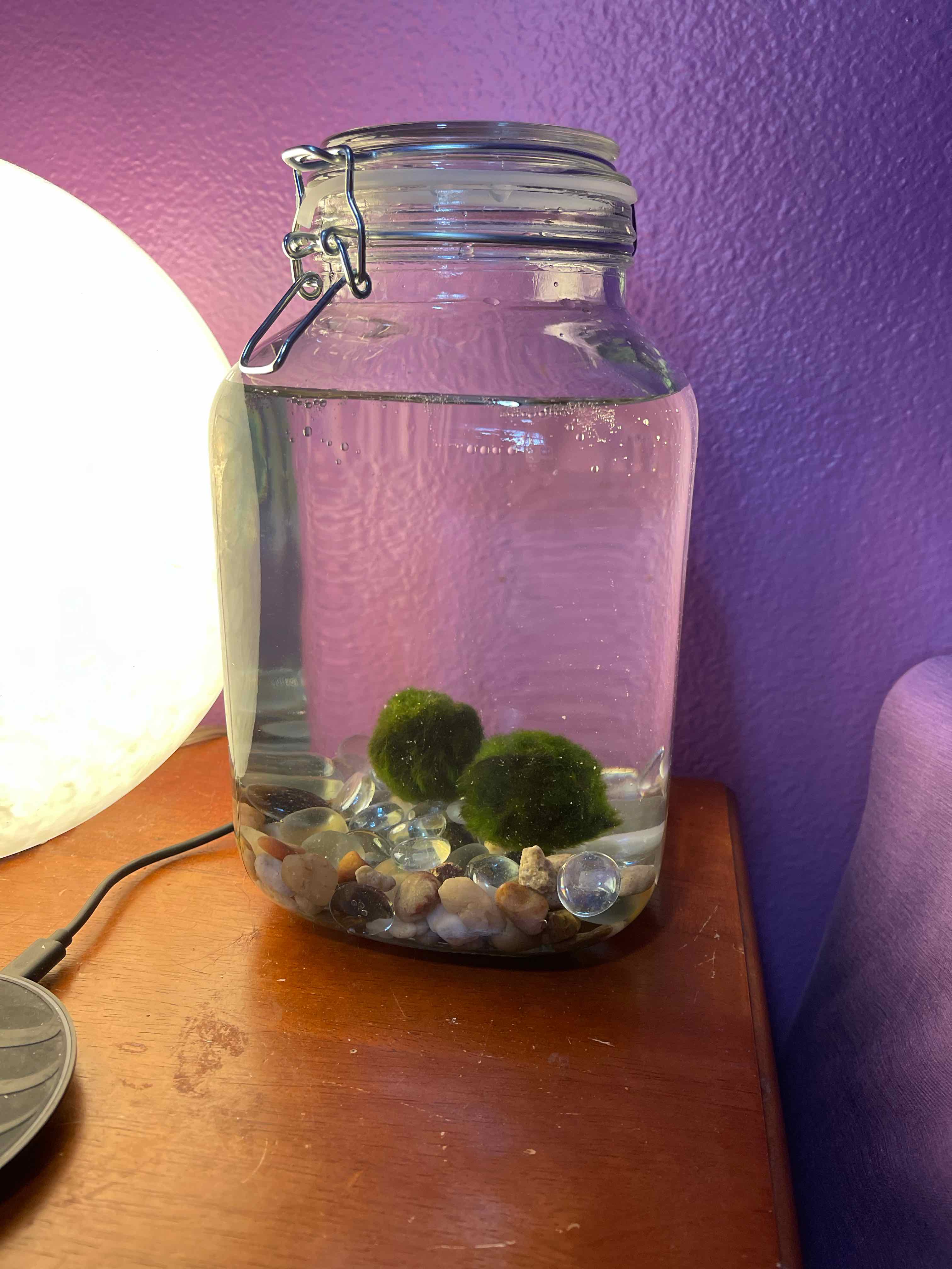 Common Marimo Problems