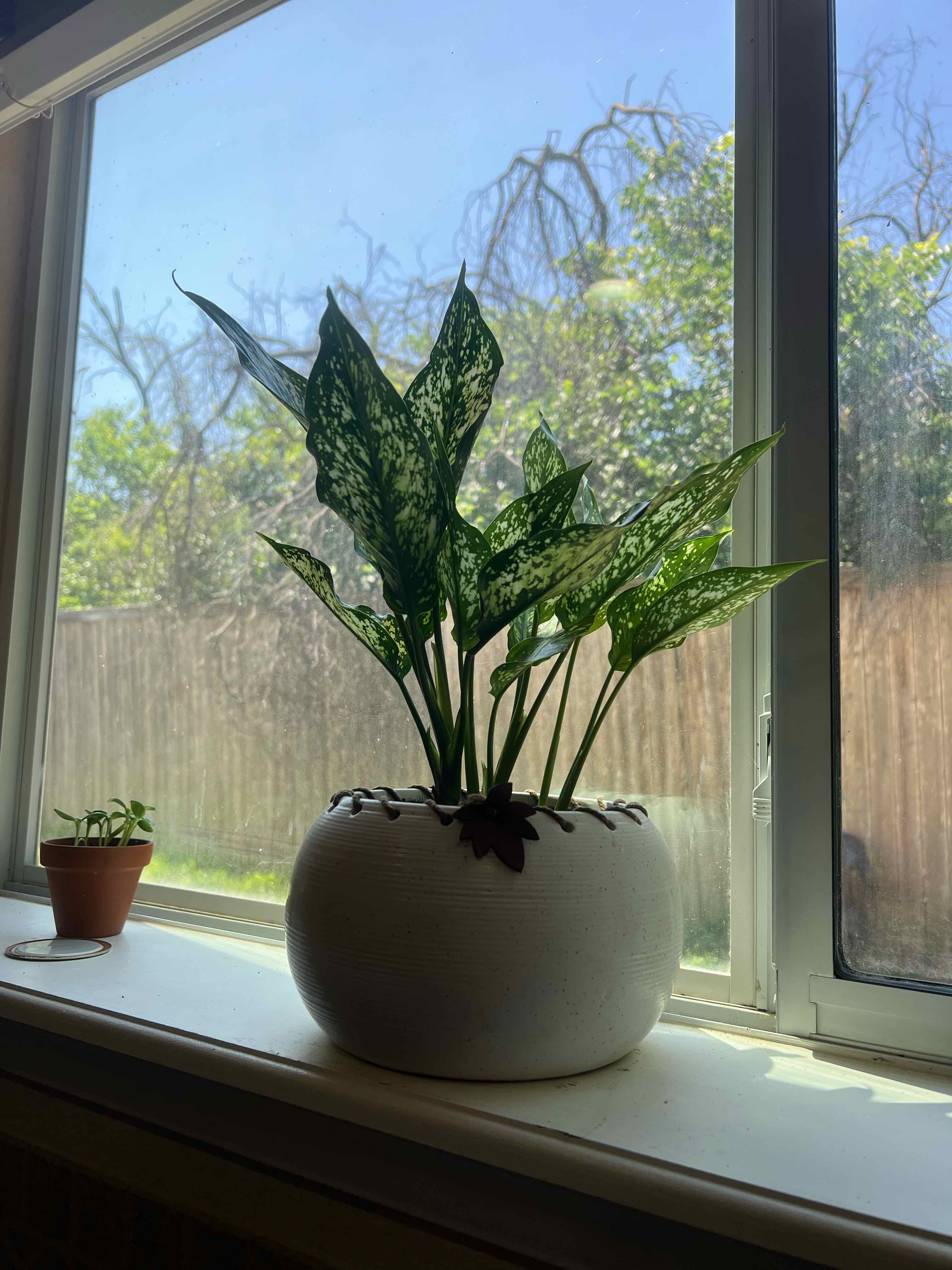 Why Are My Aglaonema 'Spring Snow' Leaves Turning Yellow?
