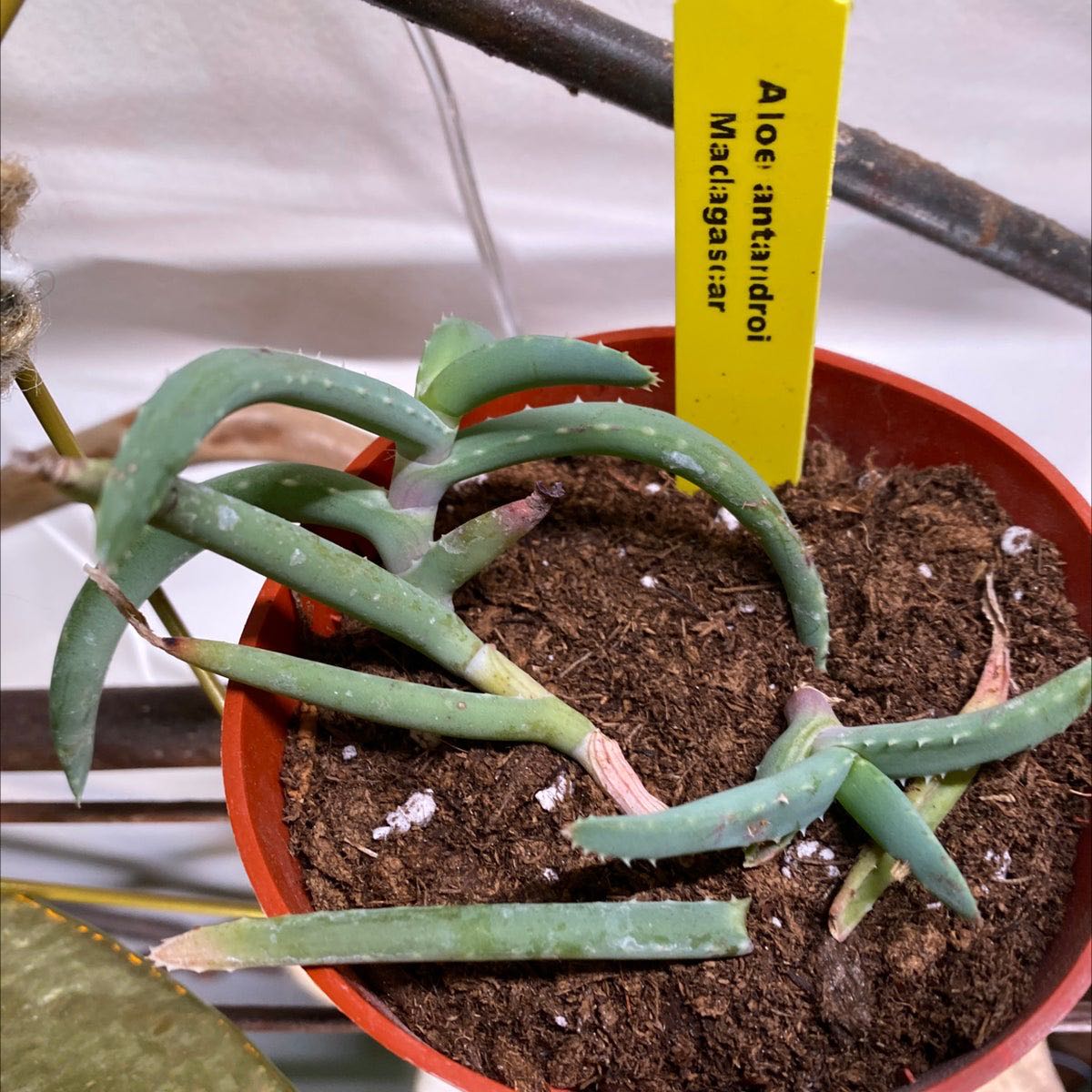 How to Care for Aloe antandroi: Mastering Water, Sunlight & More