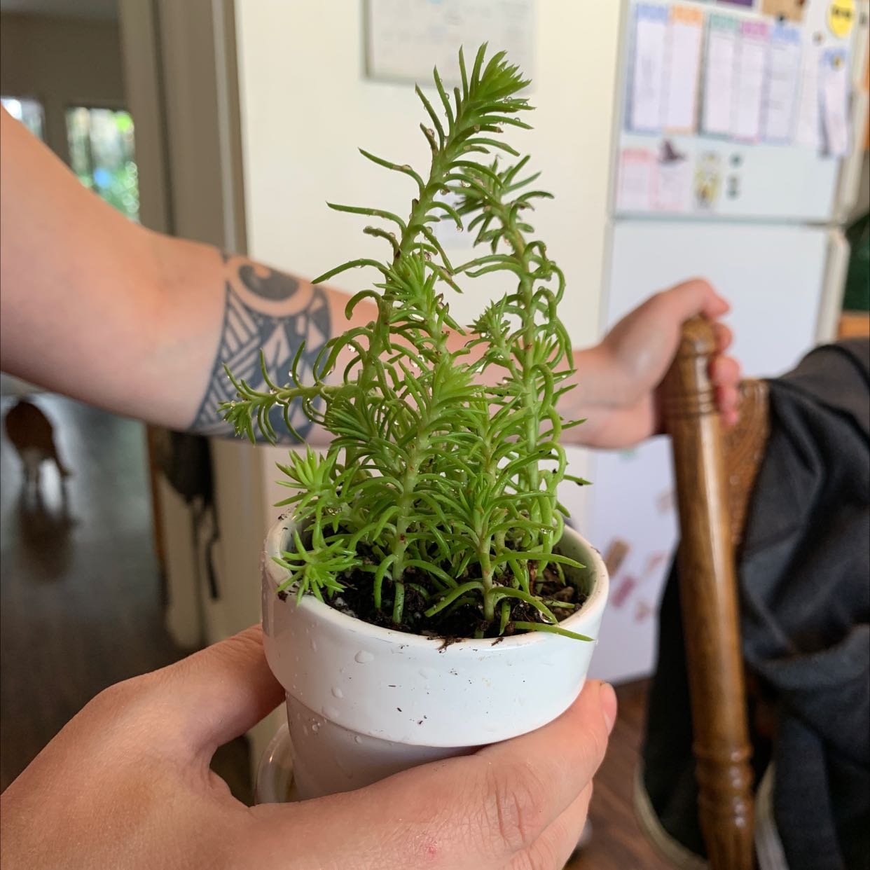 Annual Stonecrop Root Rot Solutions