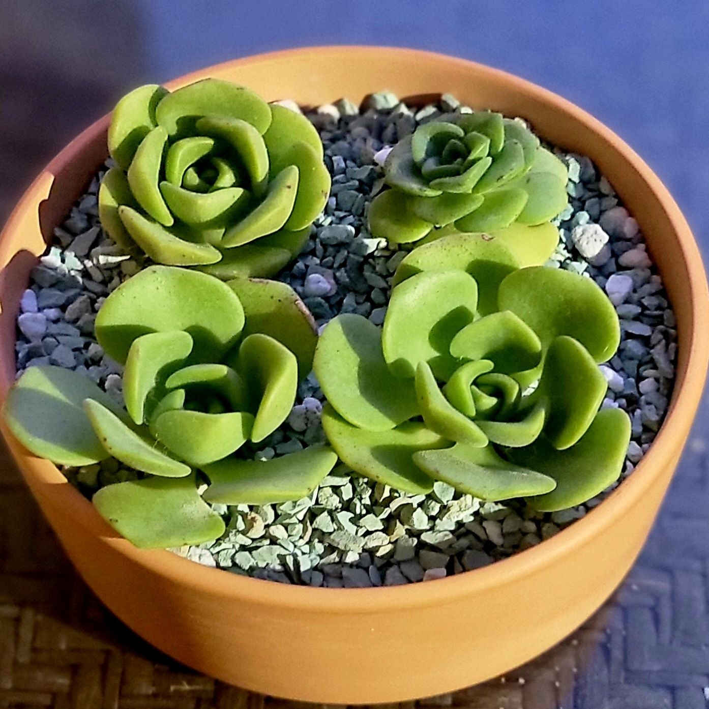 Symbolism and Benefits of the Aeonium 'Lily Pad'