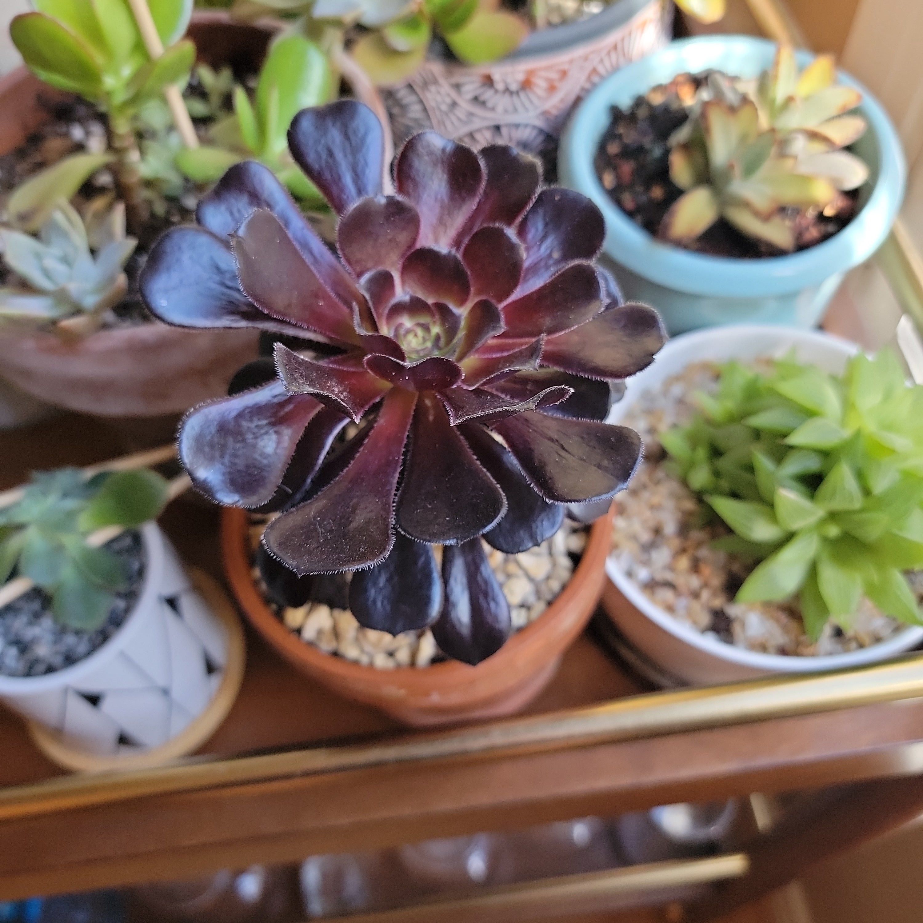 🌵 Ultimate Guide to Aeonium 'Zwartkop' Roots