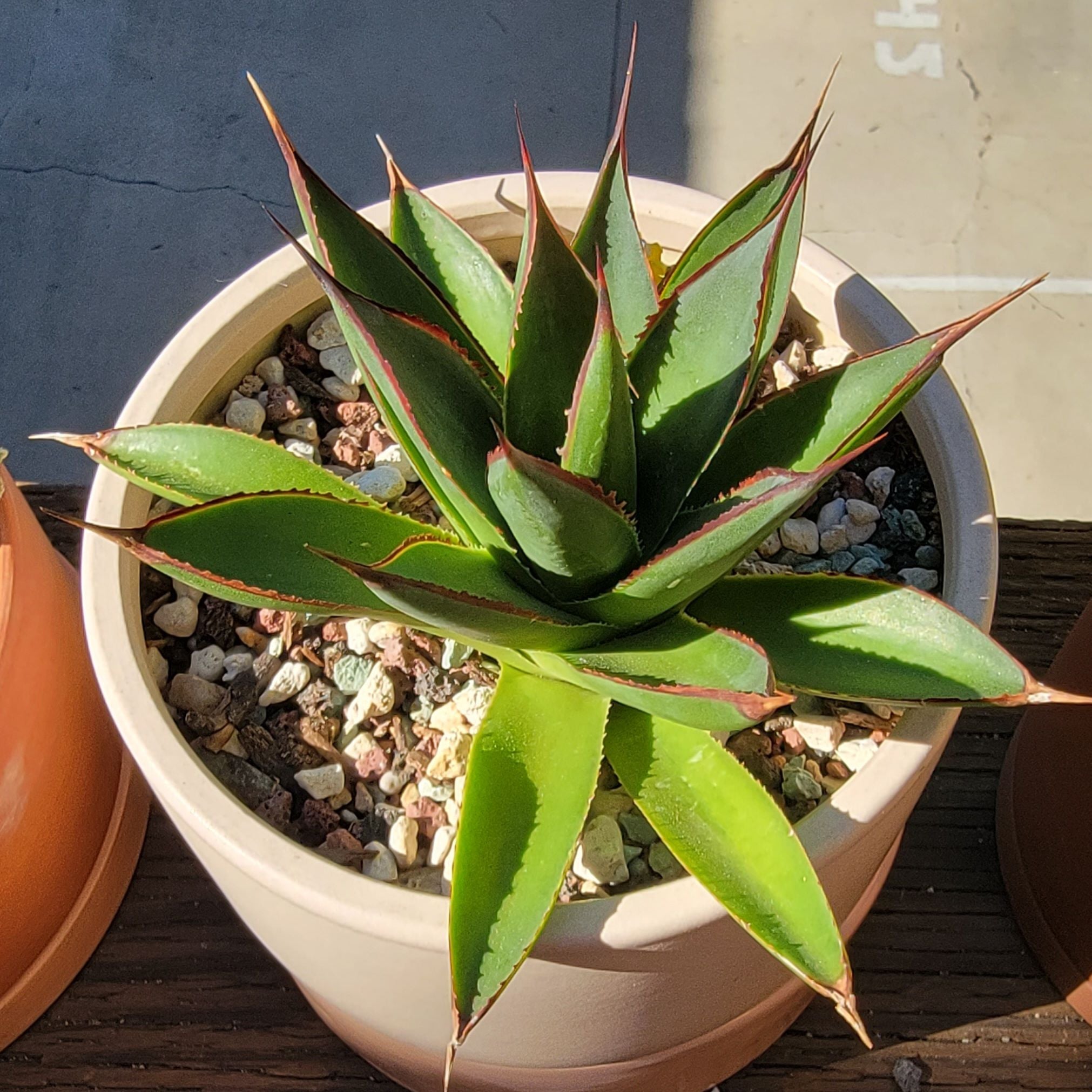 10 Plants That Love Growing with Agave 'Blue Glow' 🌵