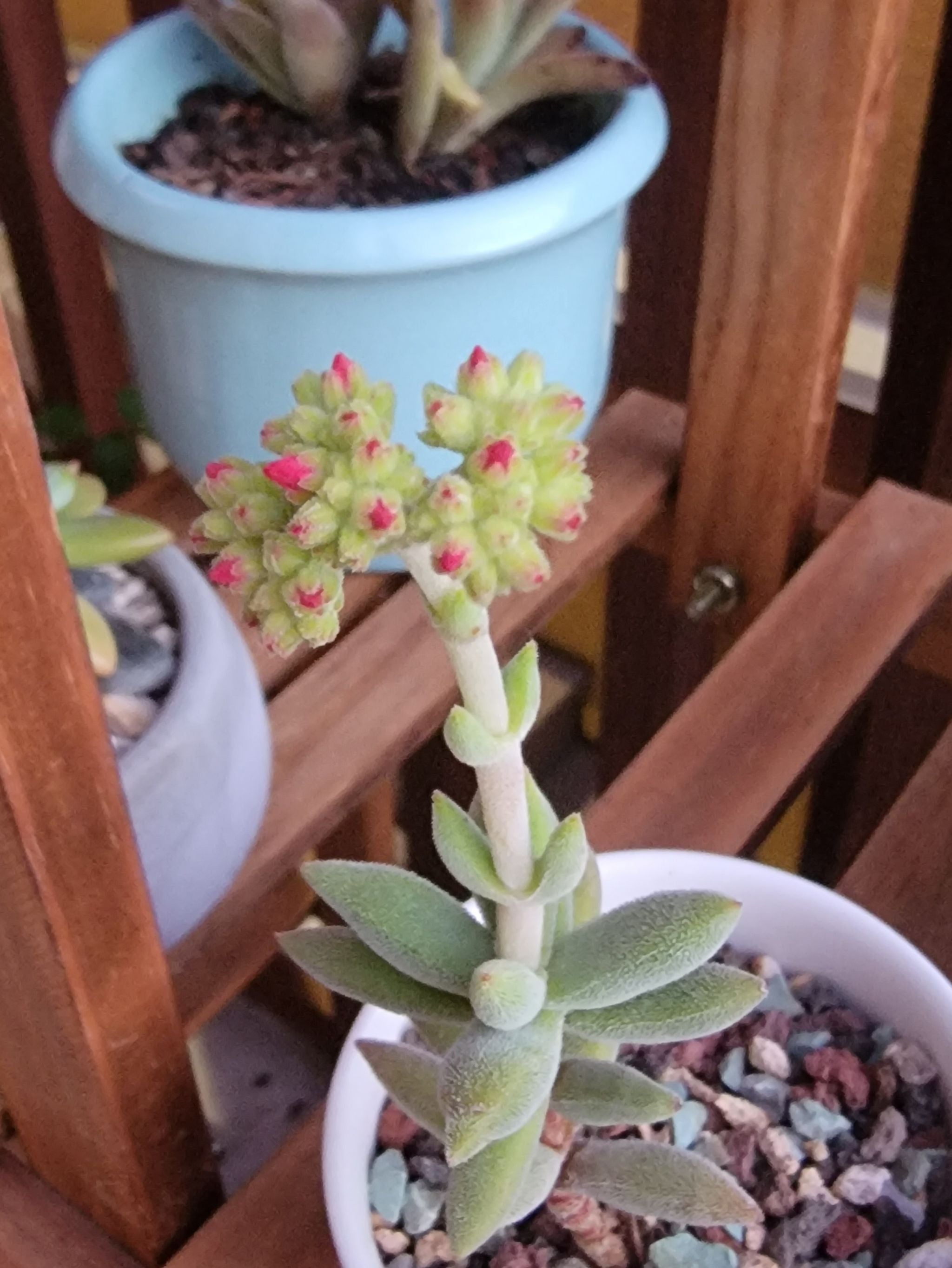 Emerson's neon bloom: a weekend surprise