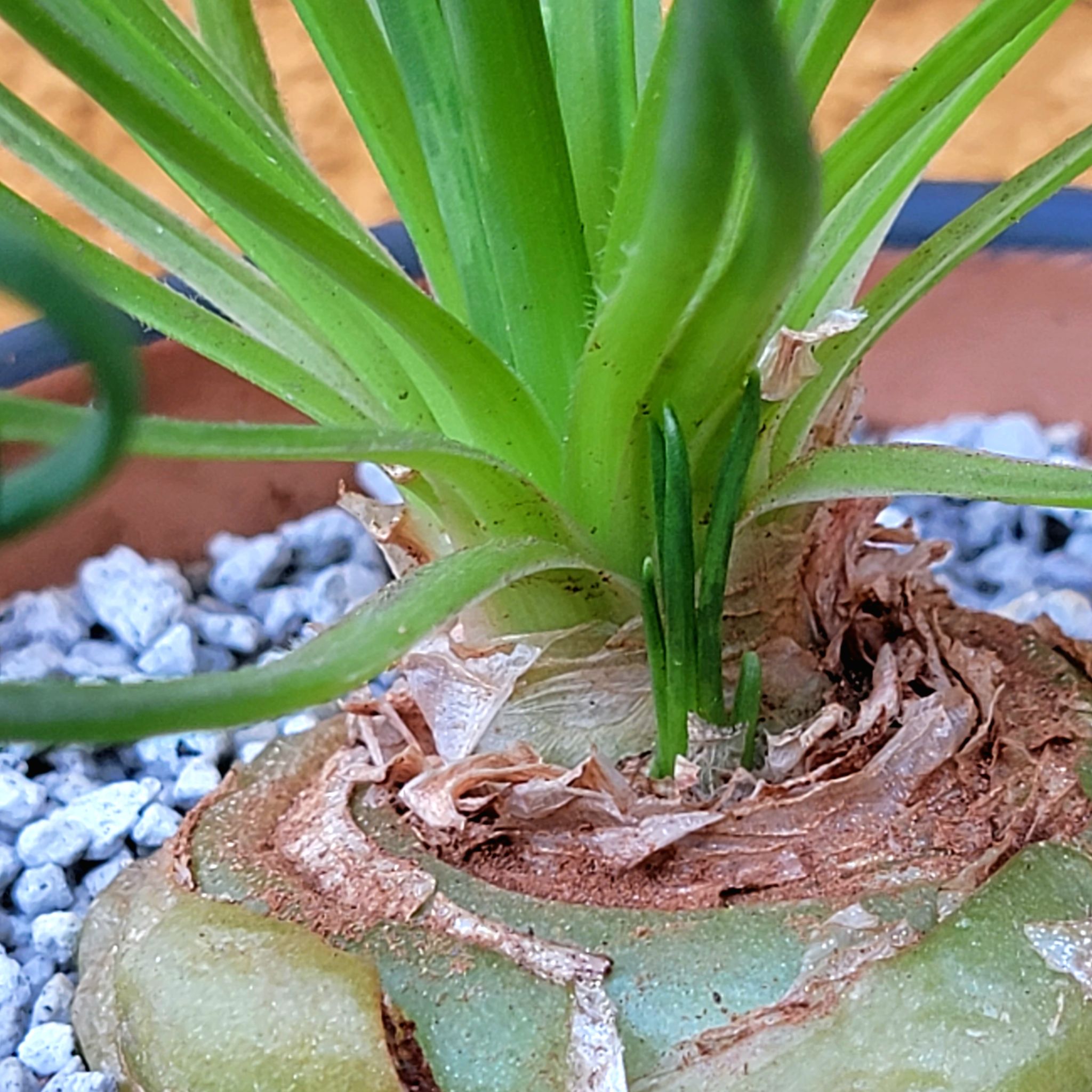 Albuca concordiana Plant Care: Water, Light, Nutrients | Greg App 🌱