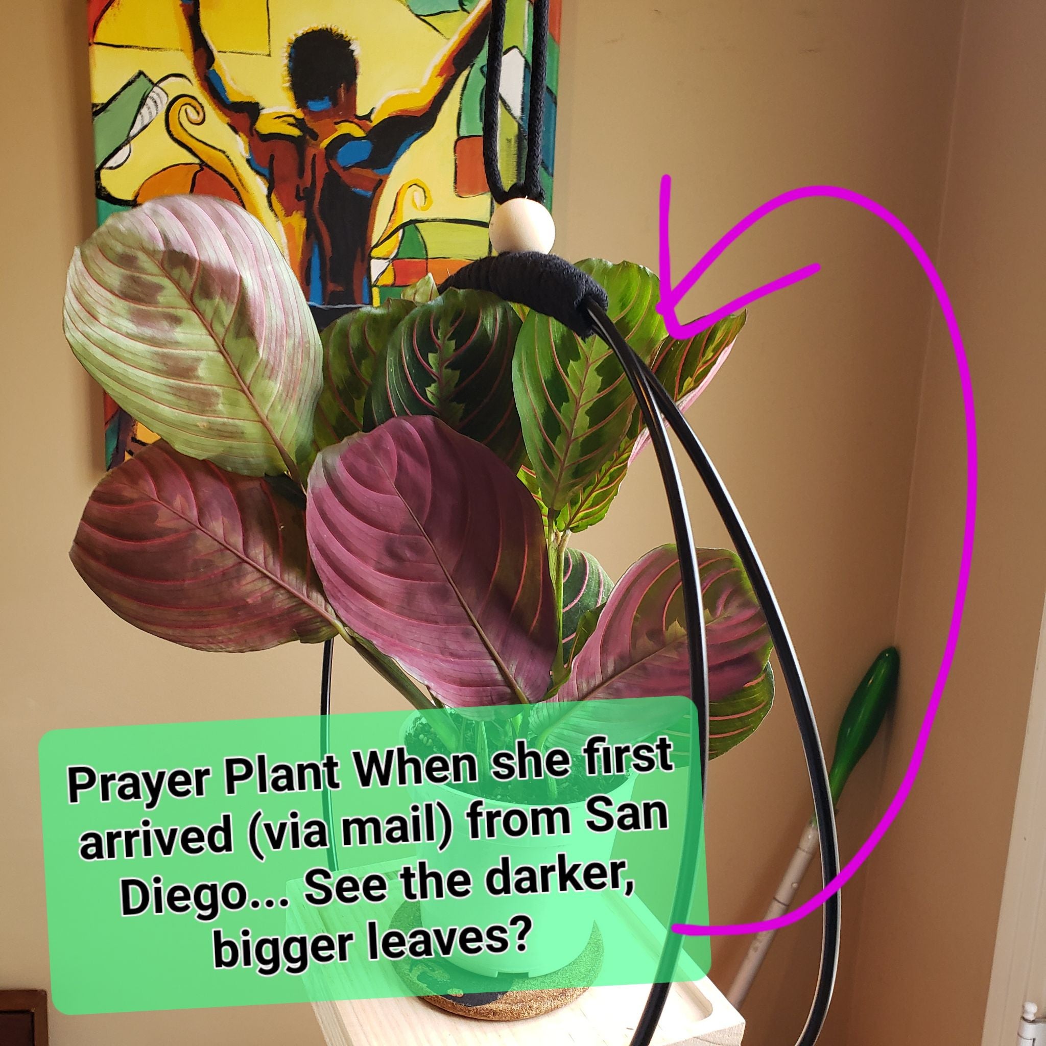 Red Prayer Plant Care 101: Water, Light & Growing Tips