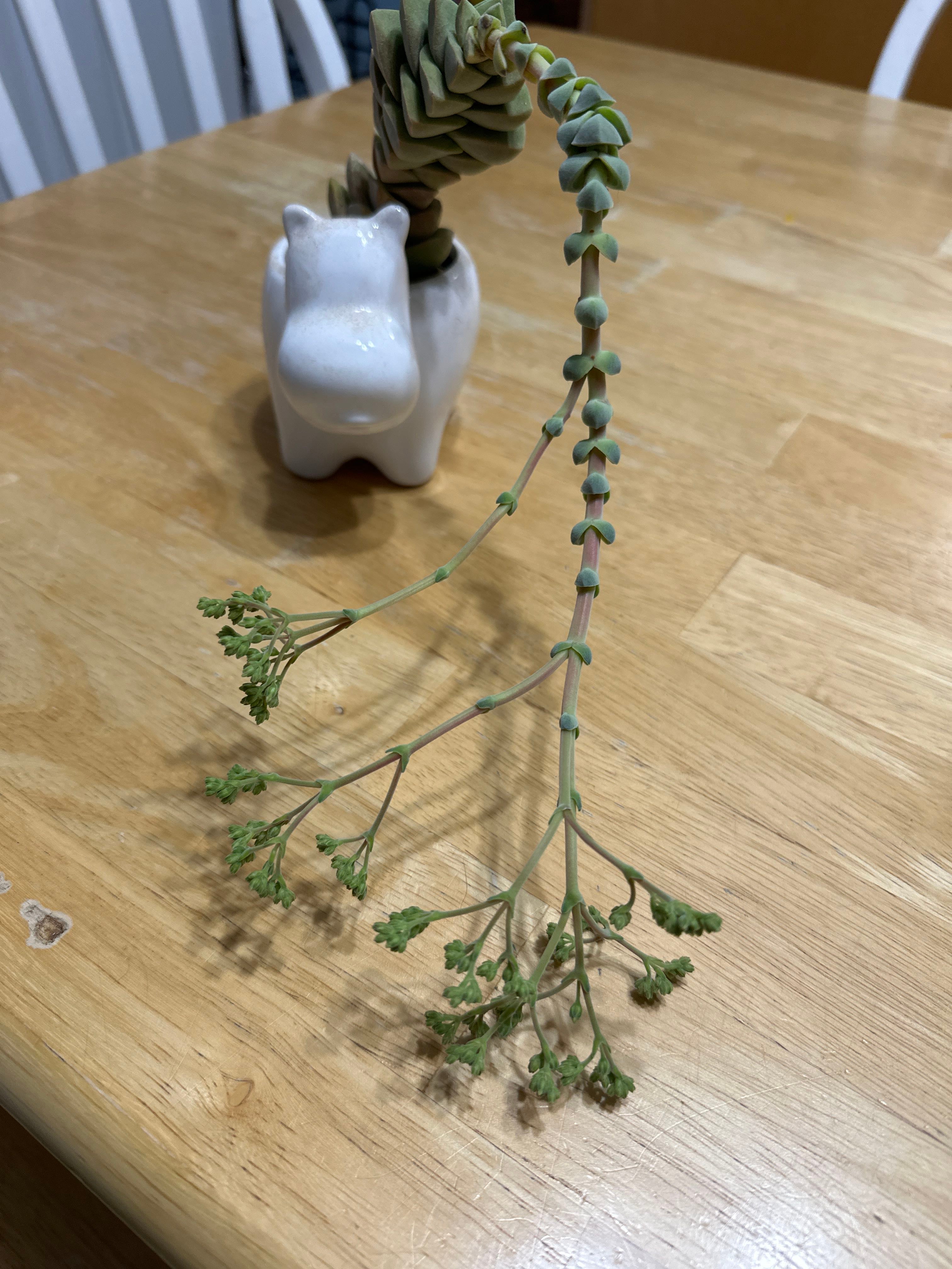 Graptoveria 'Francesca' Care 101: Water, Light & Growing Tips