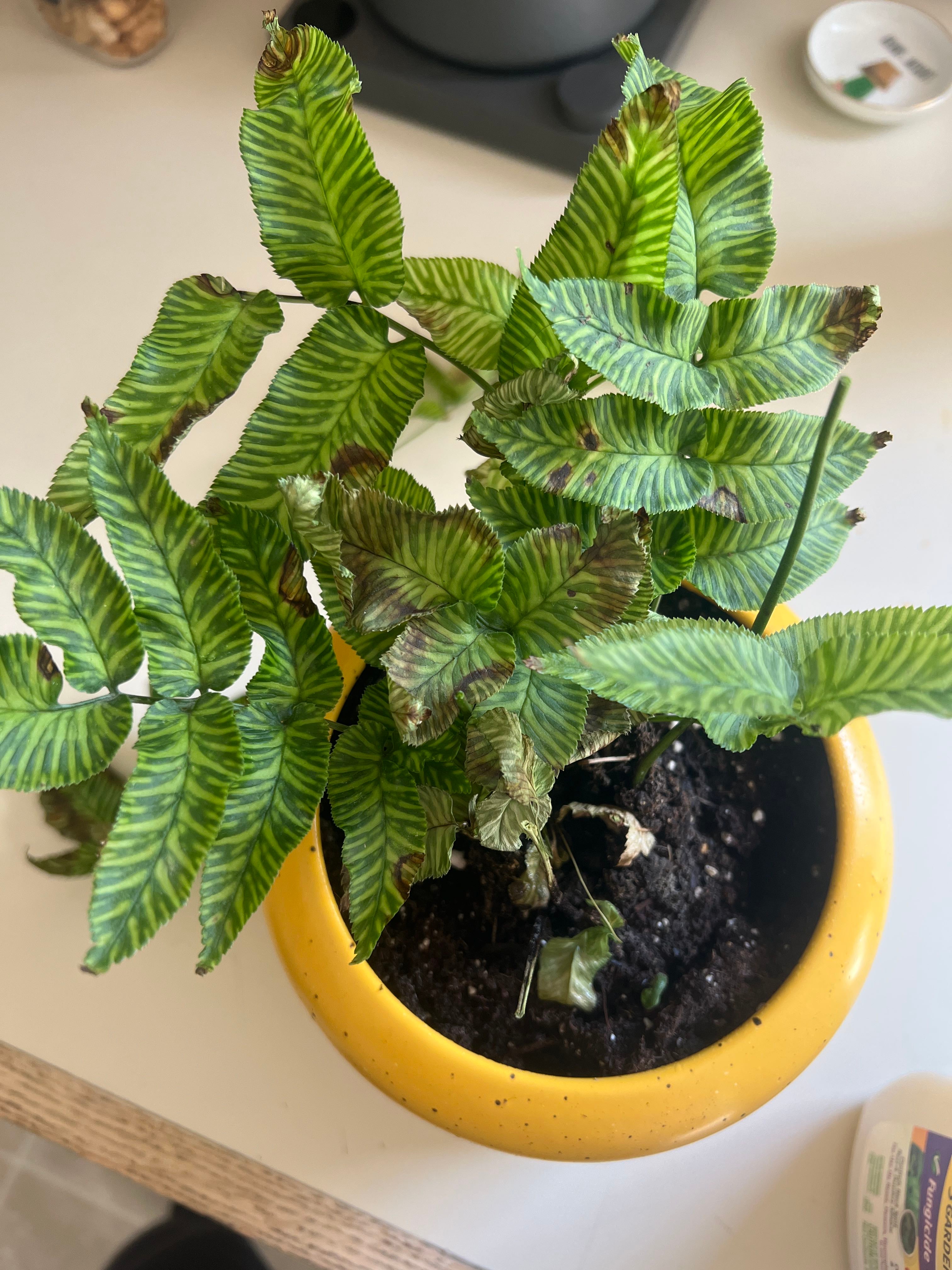 Over the last few weeks my Blake fern has really gotten a...