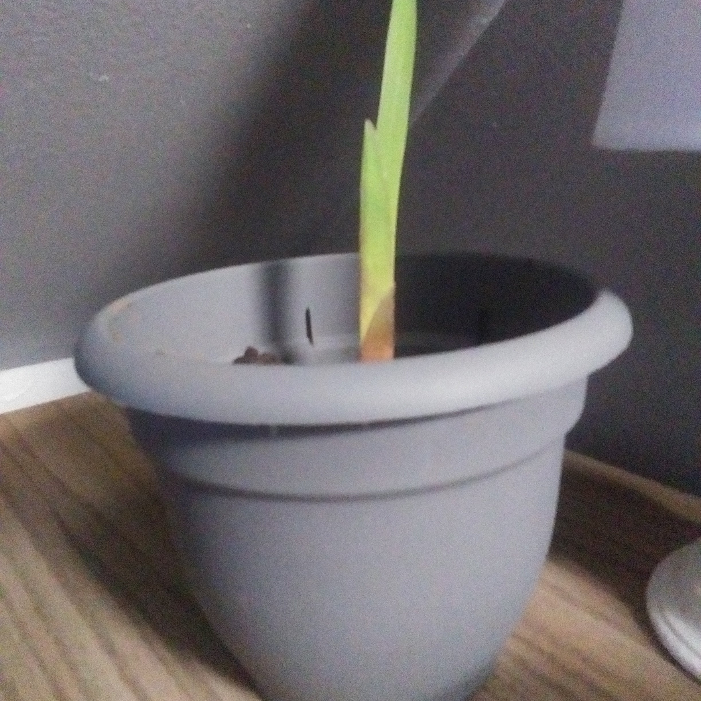 The Complete Wild Tiger Bromeliad Plant Care Guide: Water, Light & Beyond