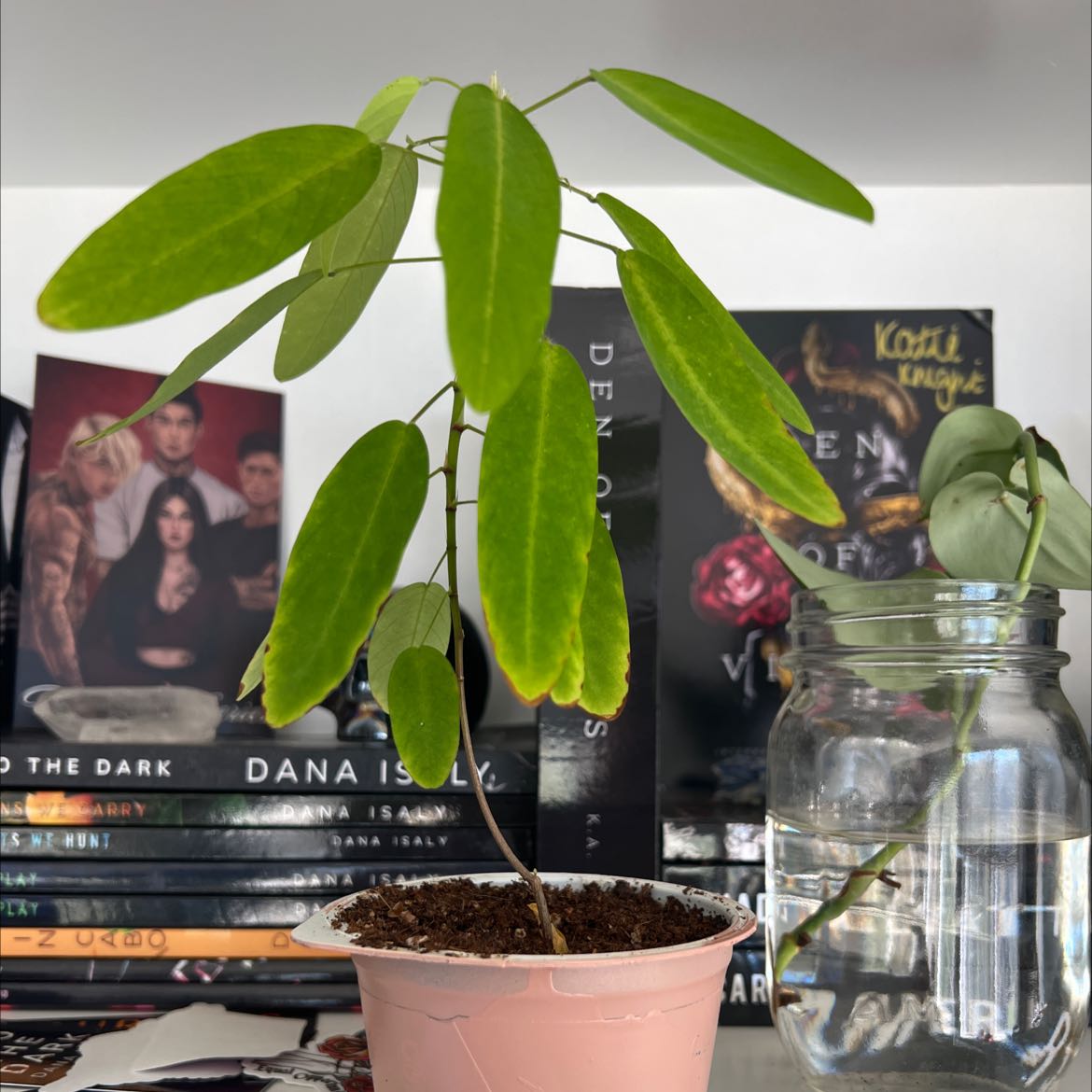 Dancing Plant Plant Care: Water, Light, Nutrients | Greg App 🌱