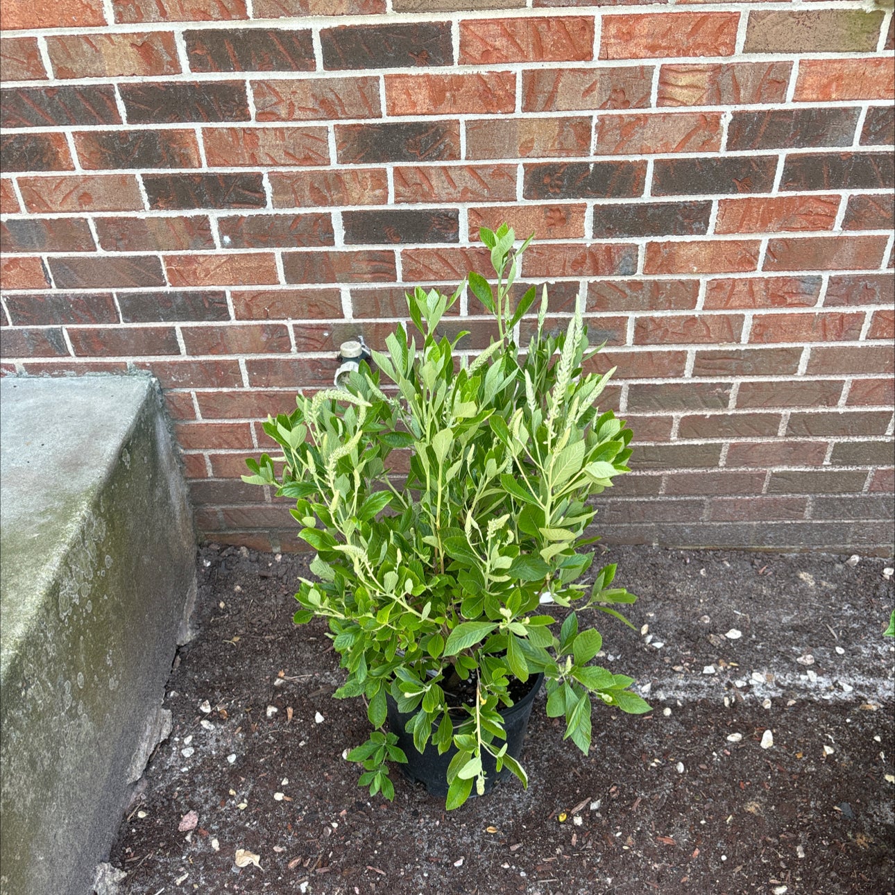 Summer Sparkler Plant Care: Water, Light, Nutrients | Greg App 🌱