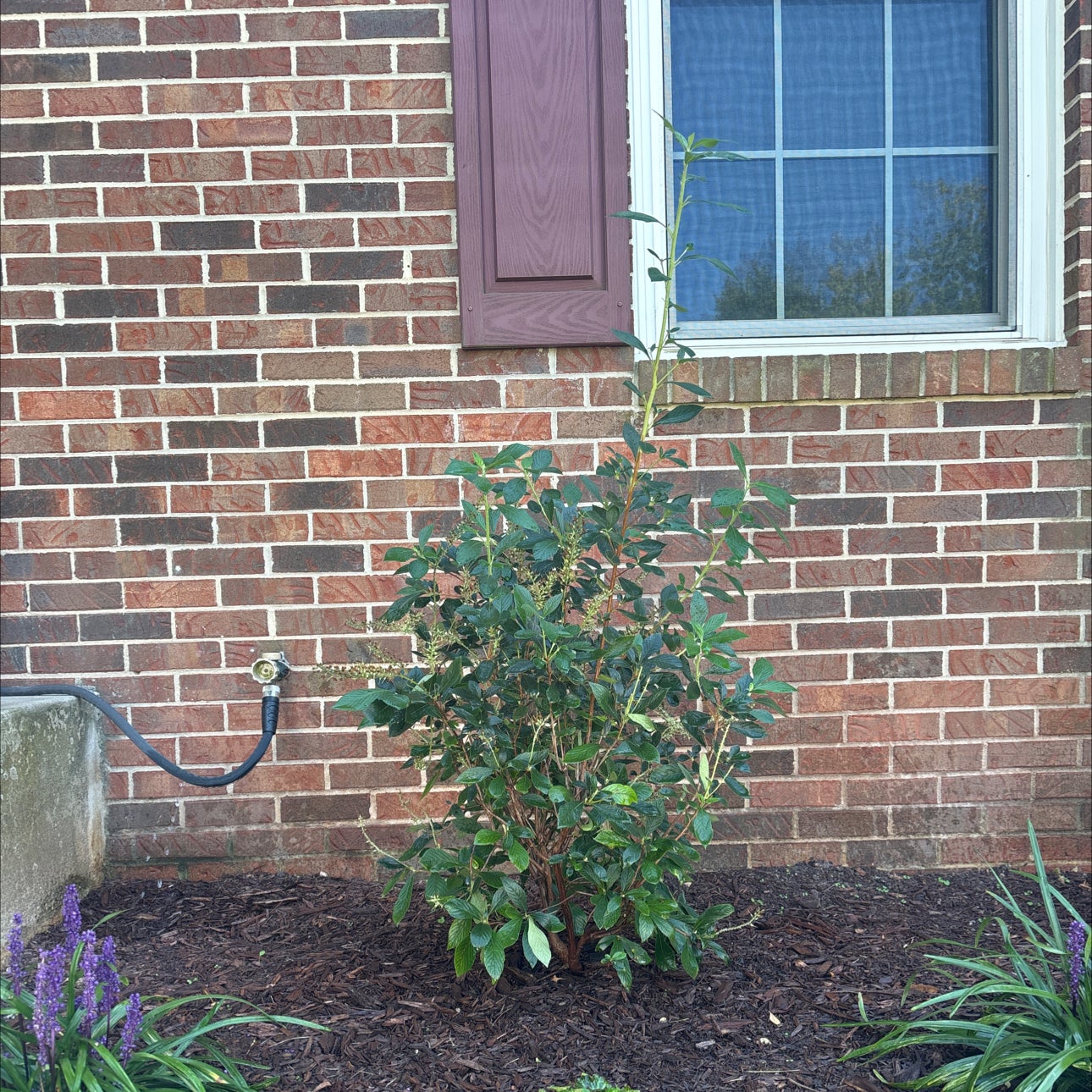 Summer Sparkler Plant Care: Water, Light, Nutrients | Greg App 🌱