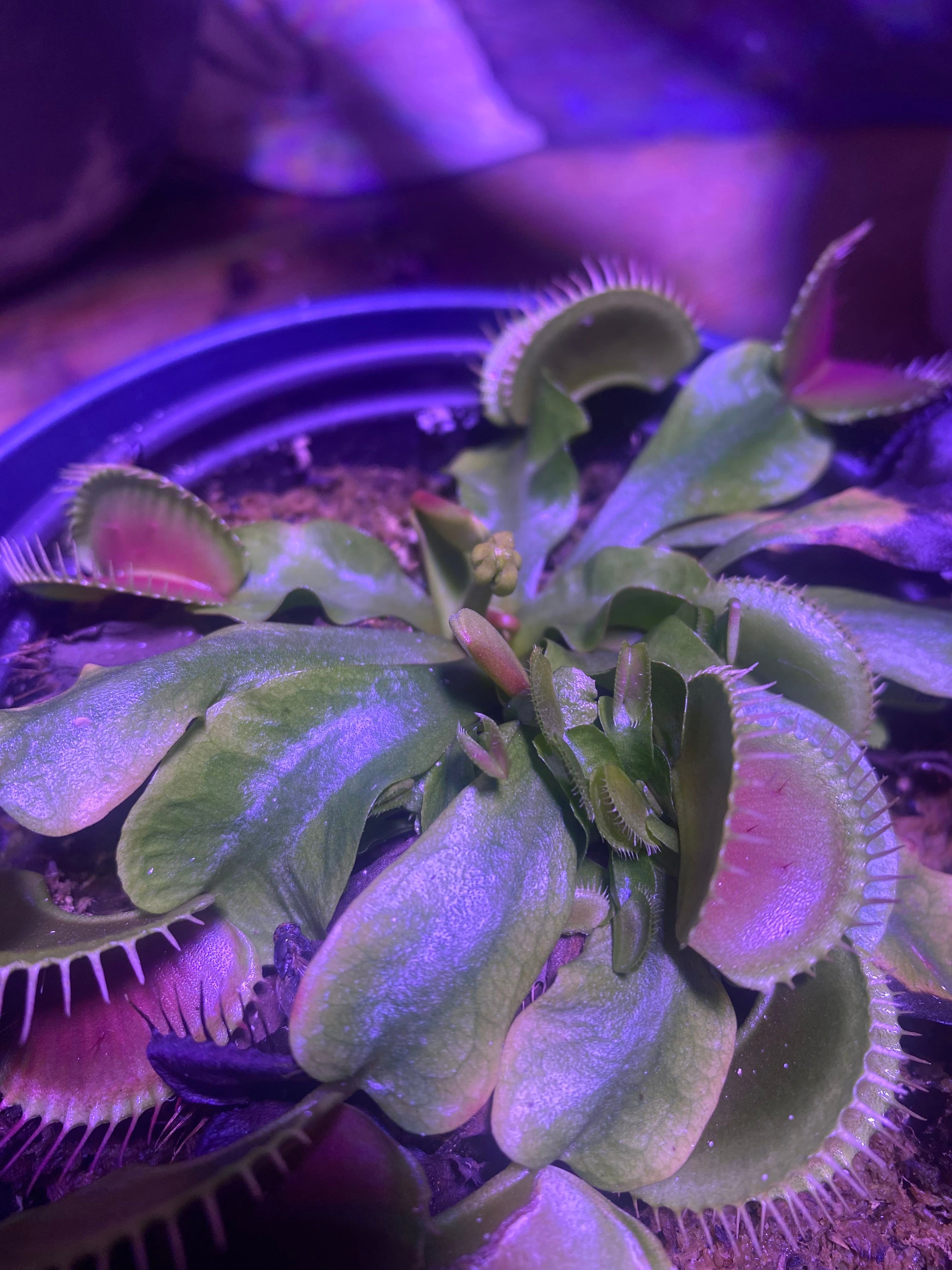 Friend has a Venus flytrap and there are some issues- hel...