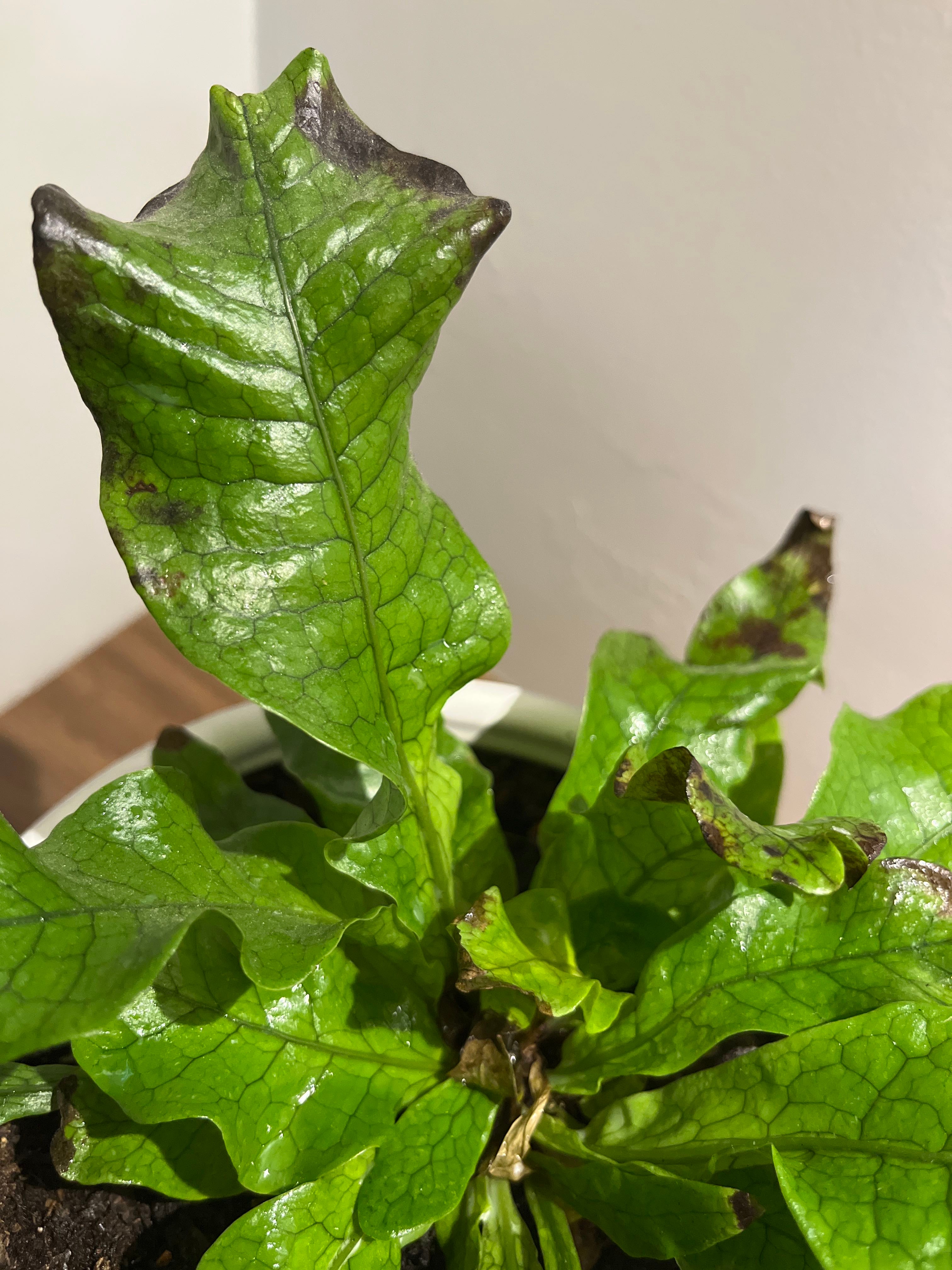 How to Care for Green Flame Fern: Mastering Water, Sunlight & More