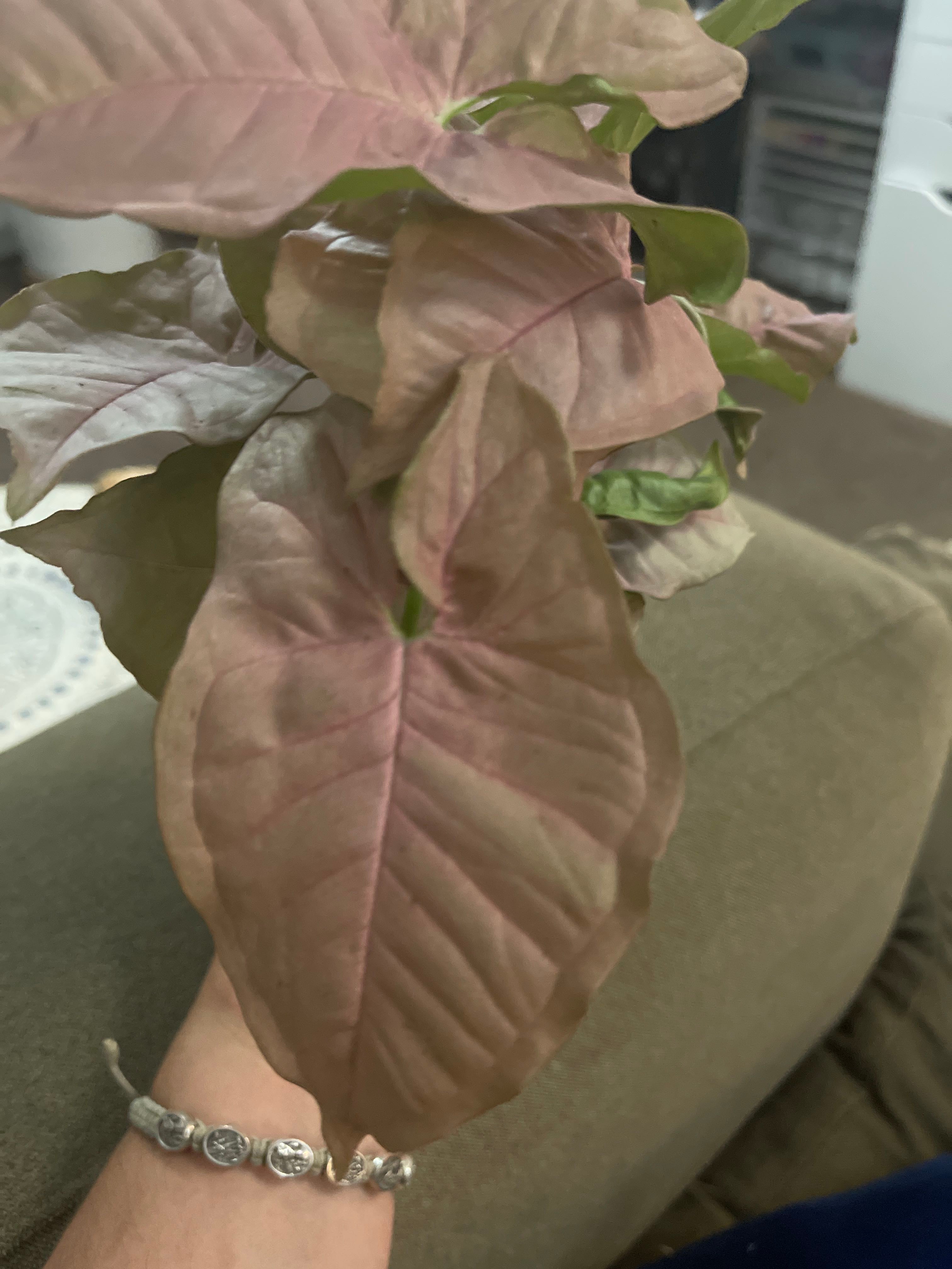 Why Are There Brown Spots on My Syngonium 'Neon Pink'?