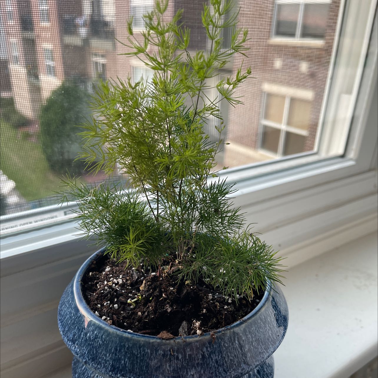 Why Are There Brown Spots on My Ming Fern Leaves?