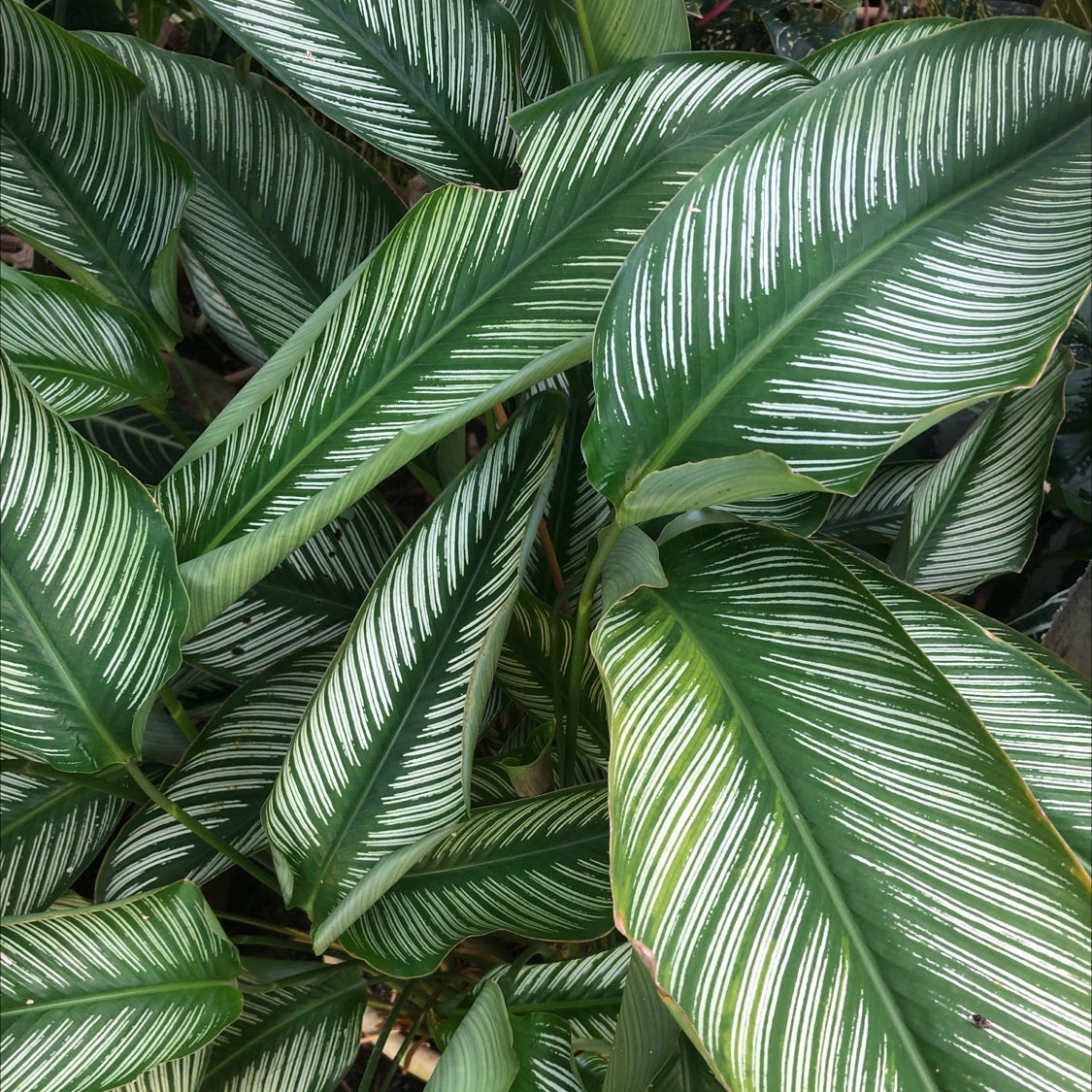 Symbolism and Benefits of the Calathea majestica