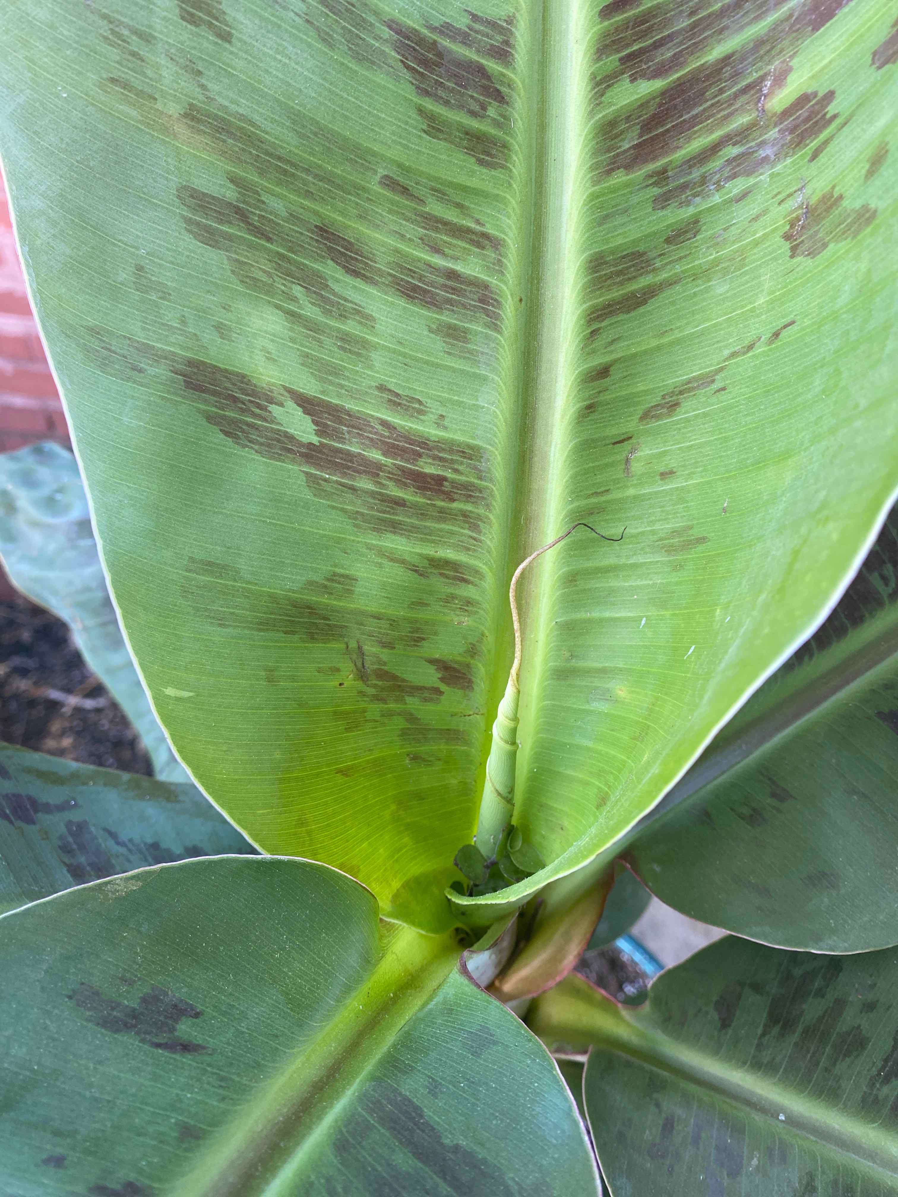 🍌 Why Are My Banana Leaves Falling Over?