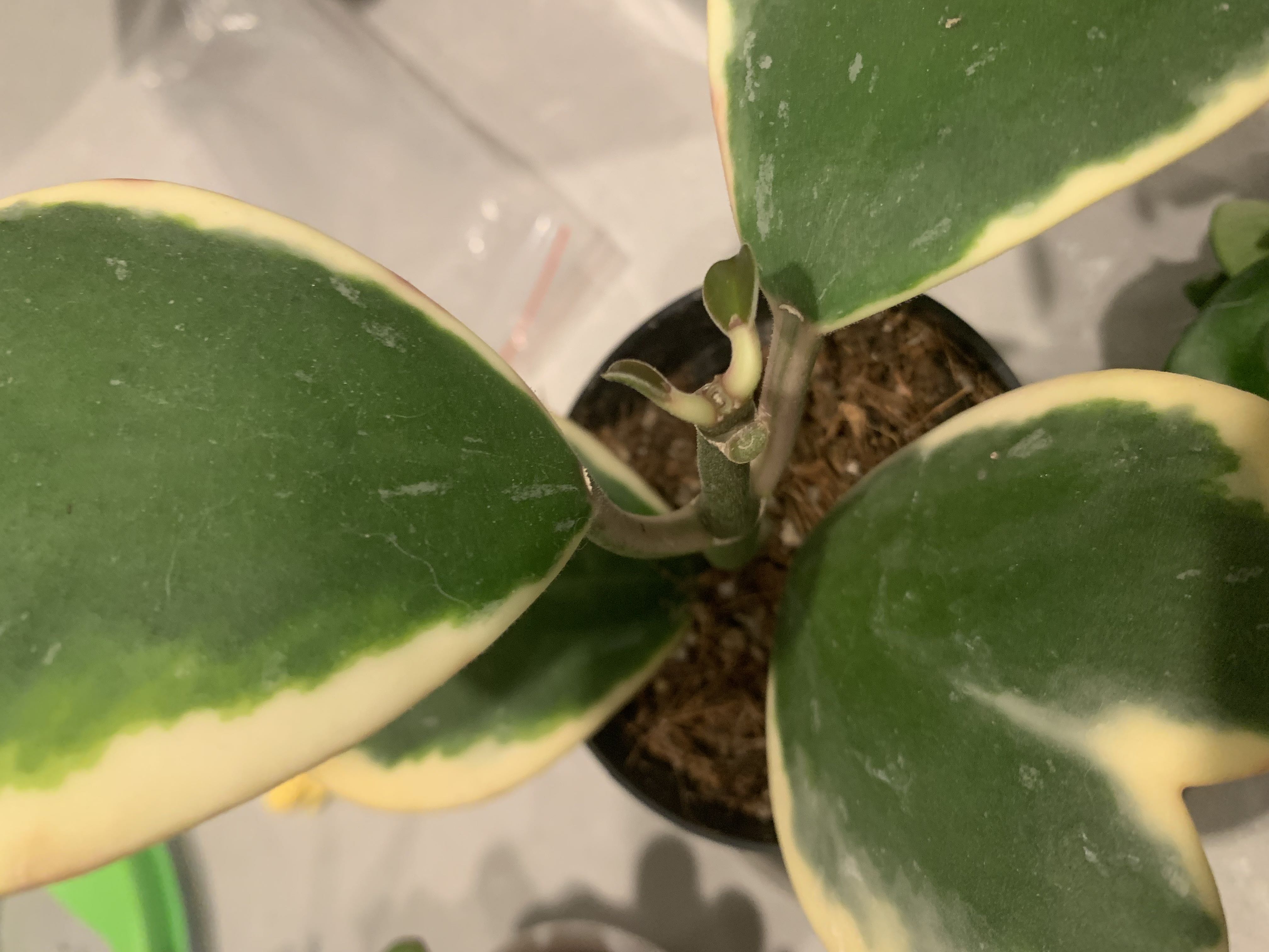 The Complete Variegated Heart Leaf Hoya Plant Care Guide: Water, Light ...