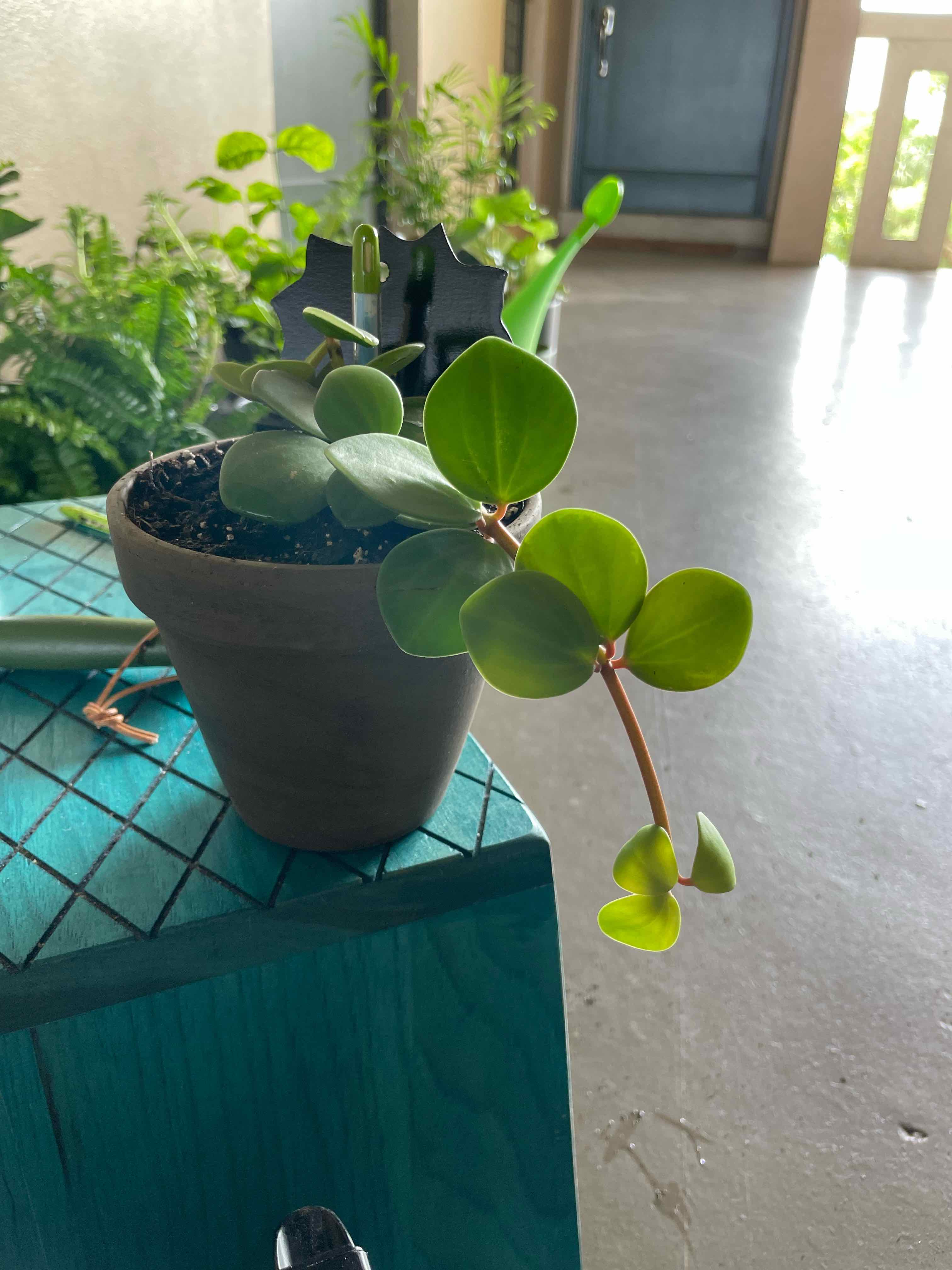 What Temperature Should My Low Peperomia Be Kept At?