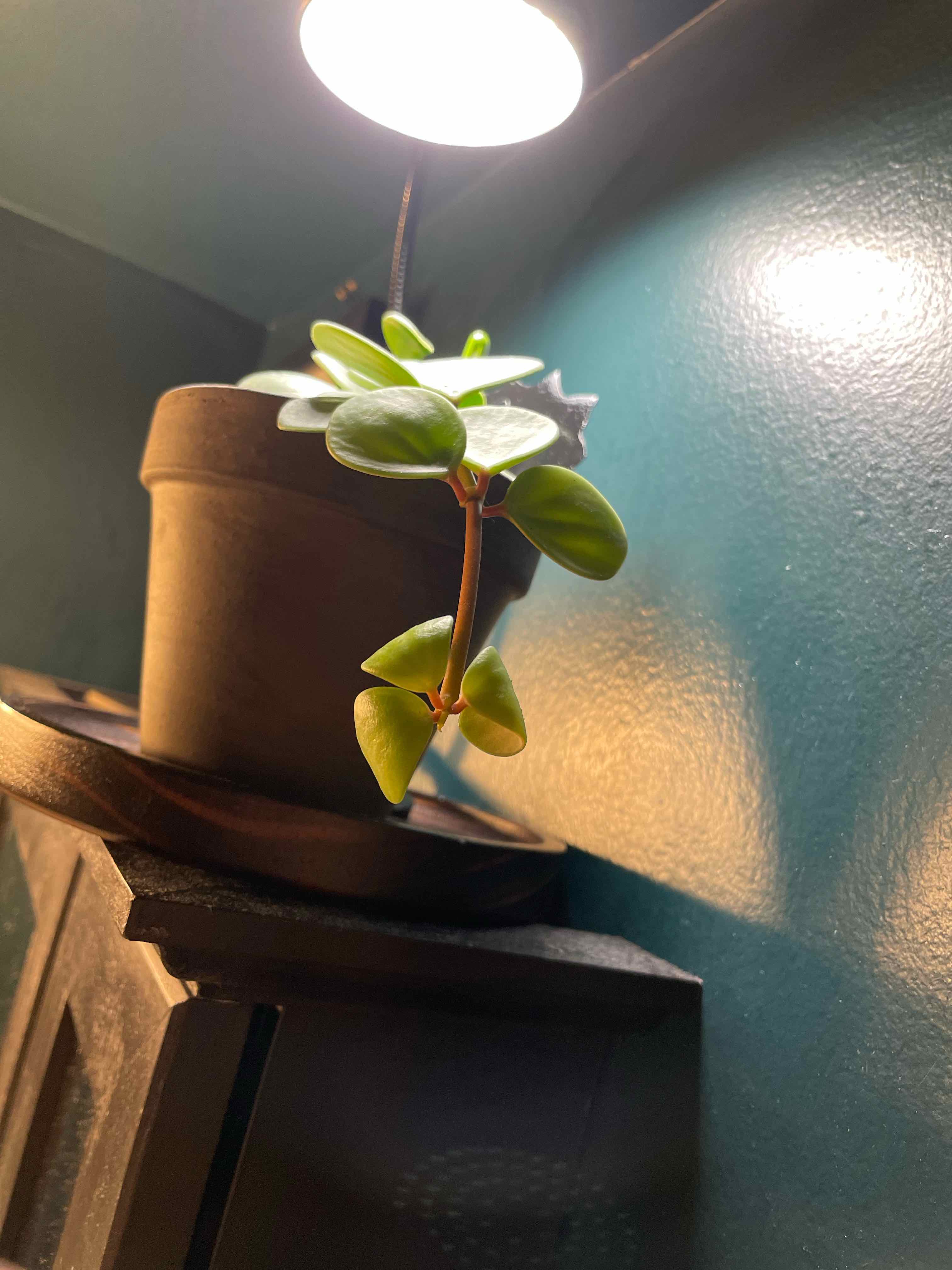 Diagnosing low peperomia root rot