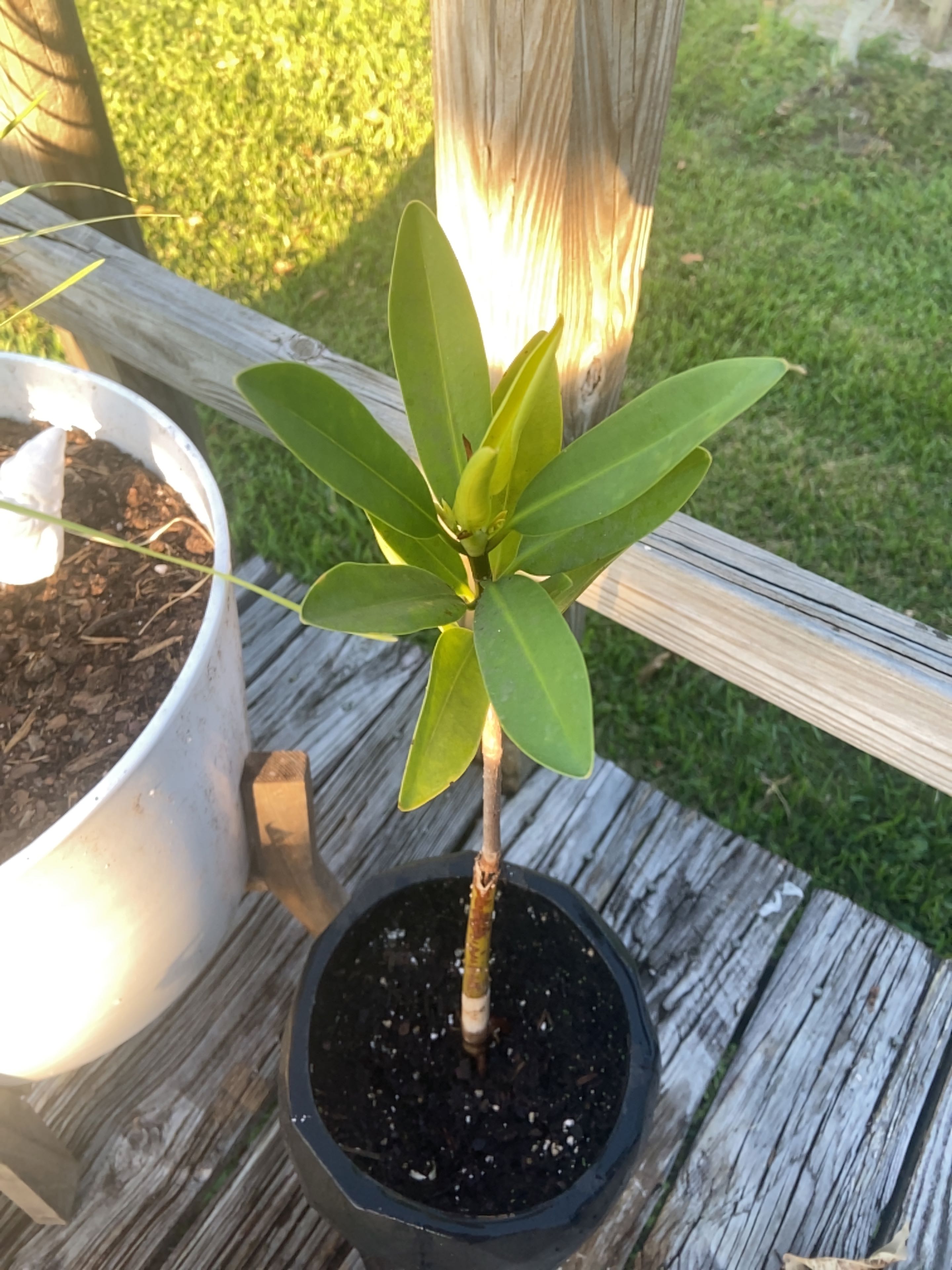 How Much Sunlight For Your Red Mangrove