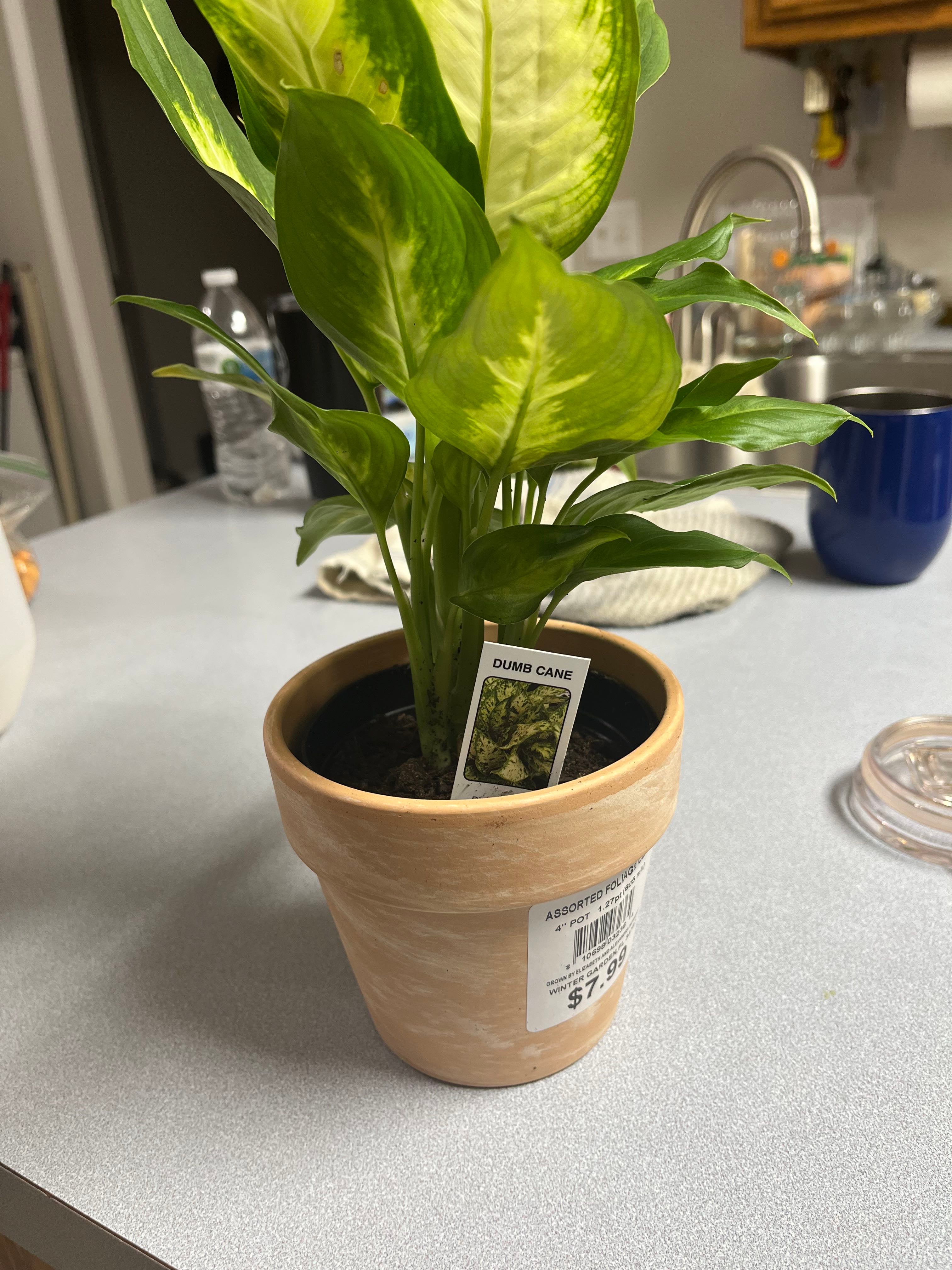Dumb Cane: How Much Water & Light Does it Need to Thrive?